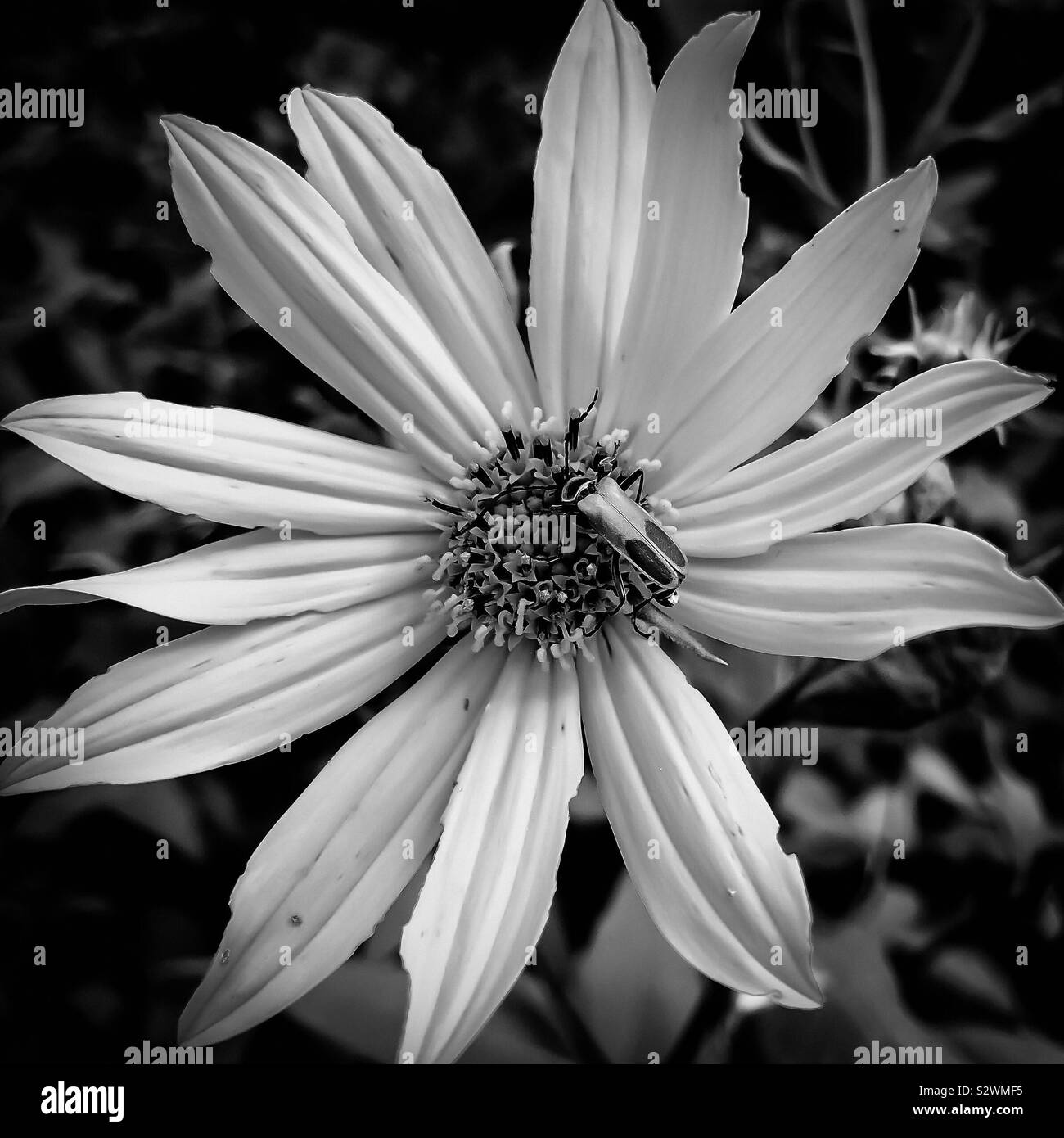 Beetle pollination Black and White Stock Photos & Images - Alamy