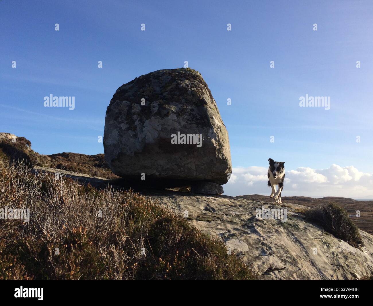 Dog bounding hi-res stock photography and images - Alamy