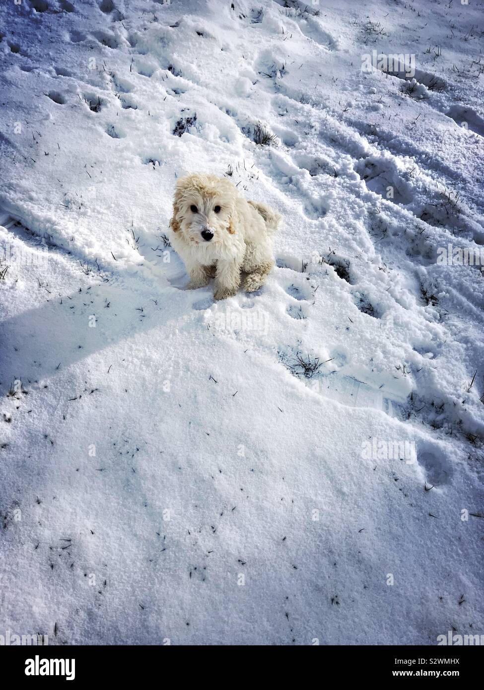 Young cockapoo hi-res stock photography and images - Alamy
