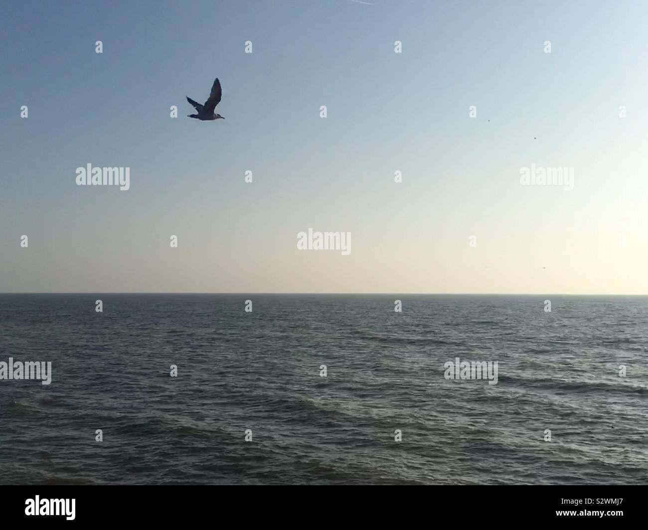 Lone bird hi-res stock photography and images - Alamy