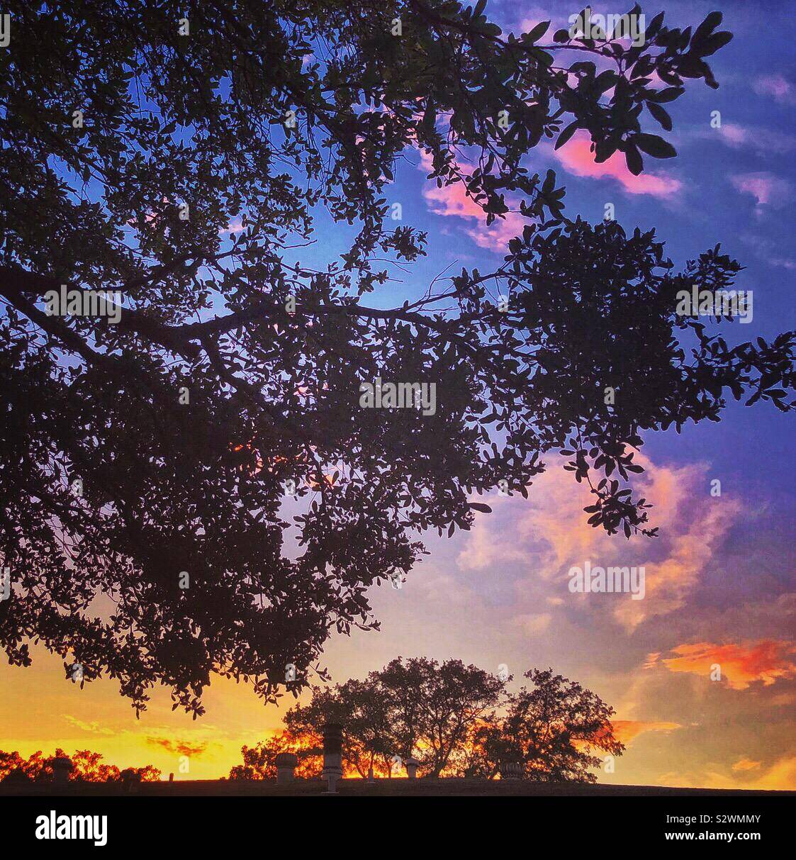 Live oak tree silhouette hi-res stock photography and images - Alamy