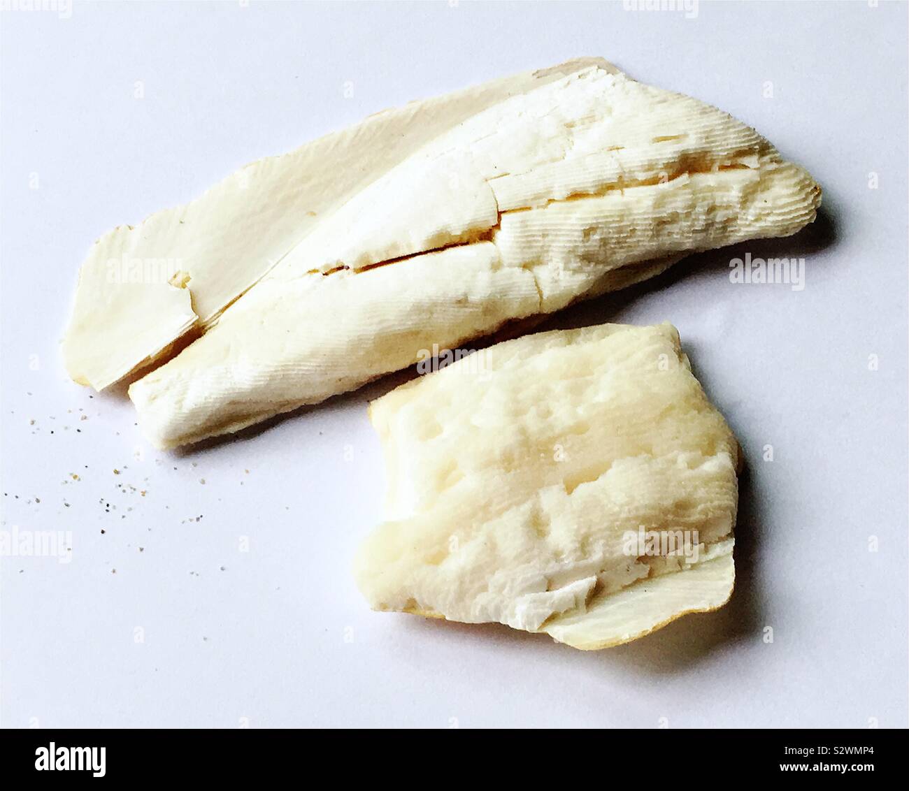 Cuttlebone cuttlefish hi-res stock photography and images - Alamy