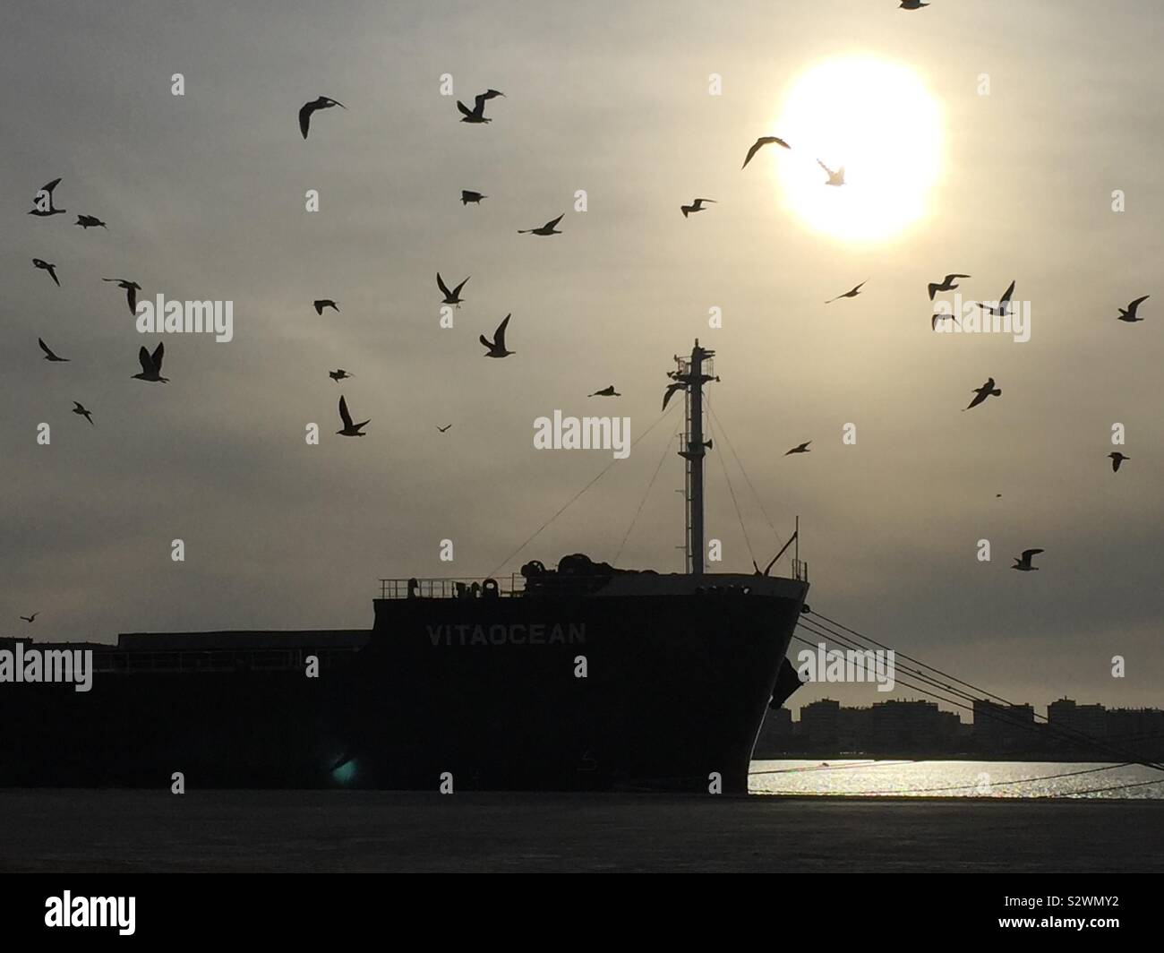 Birds in port Stock Photo - Alamy