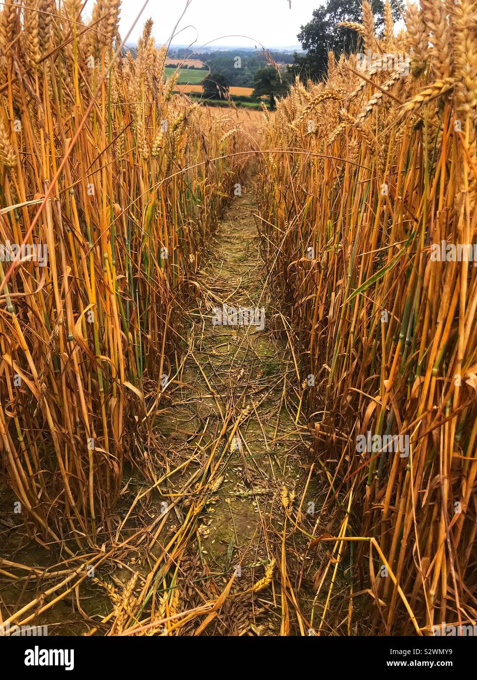 Path through wheat field hi-res stock photography and images - Alamy