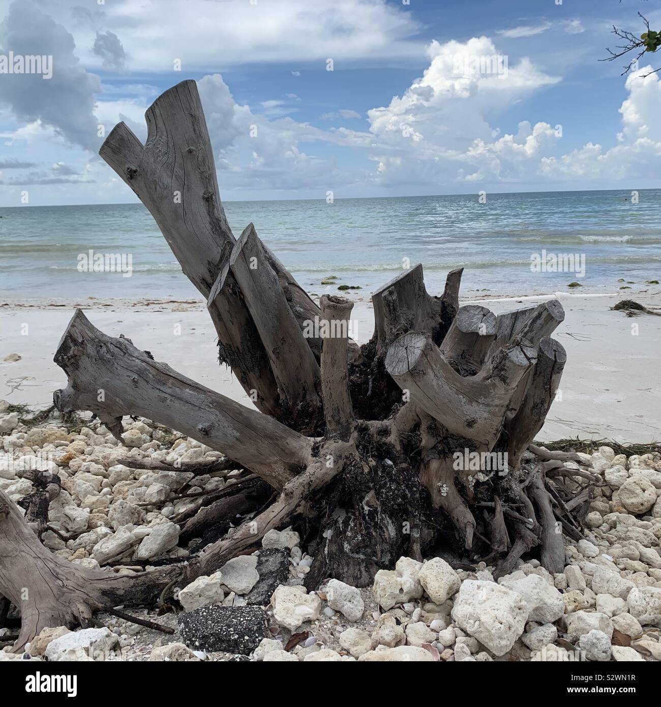 Mangrove honey hi-res stock photography and images - Alamy