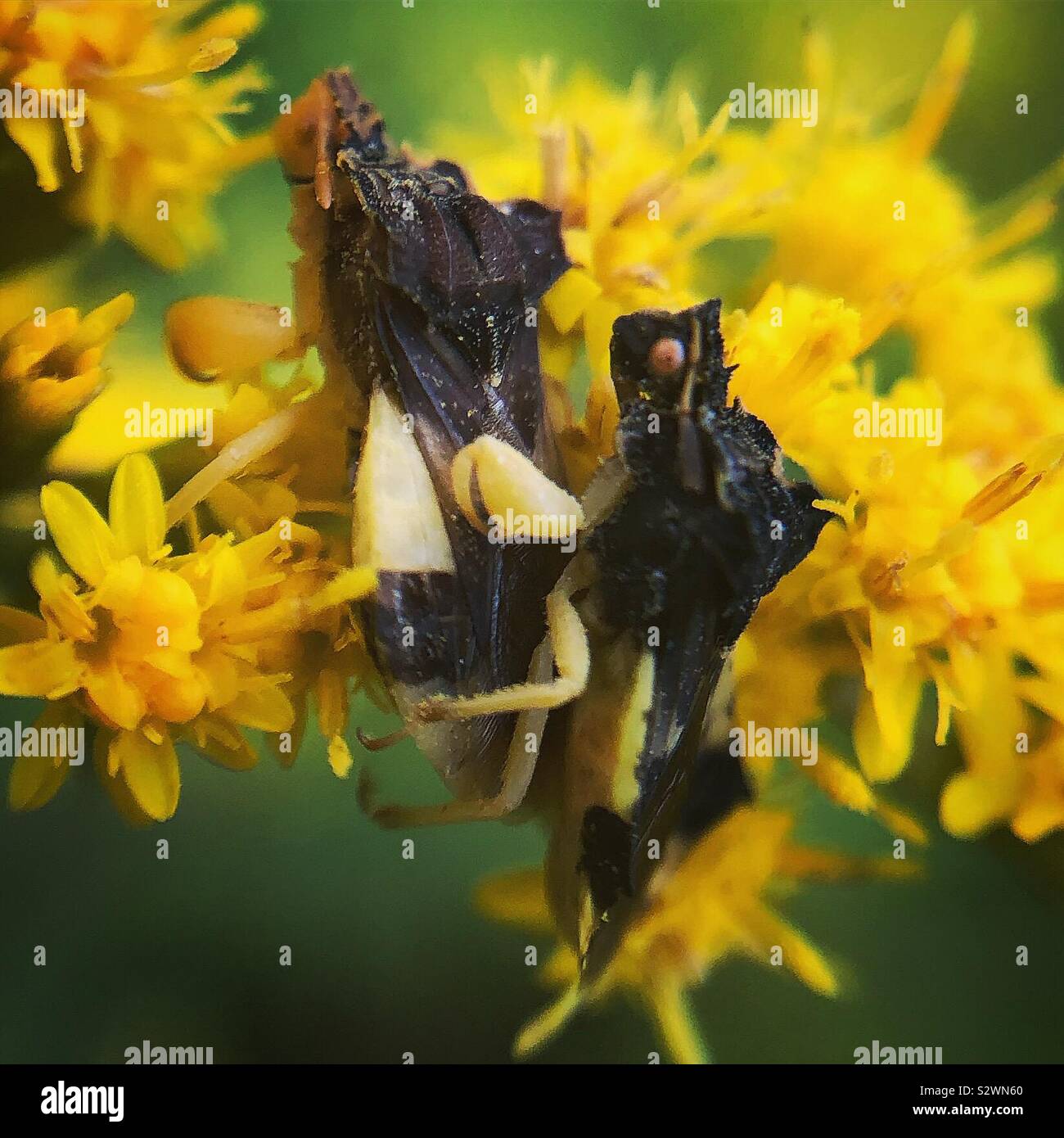 Ambush insects hi-res stock photography and images - Alamy