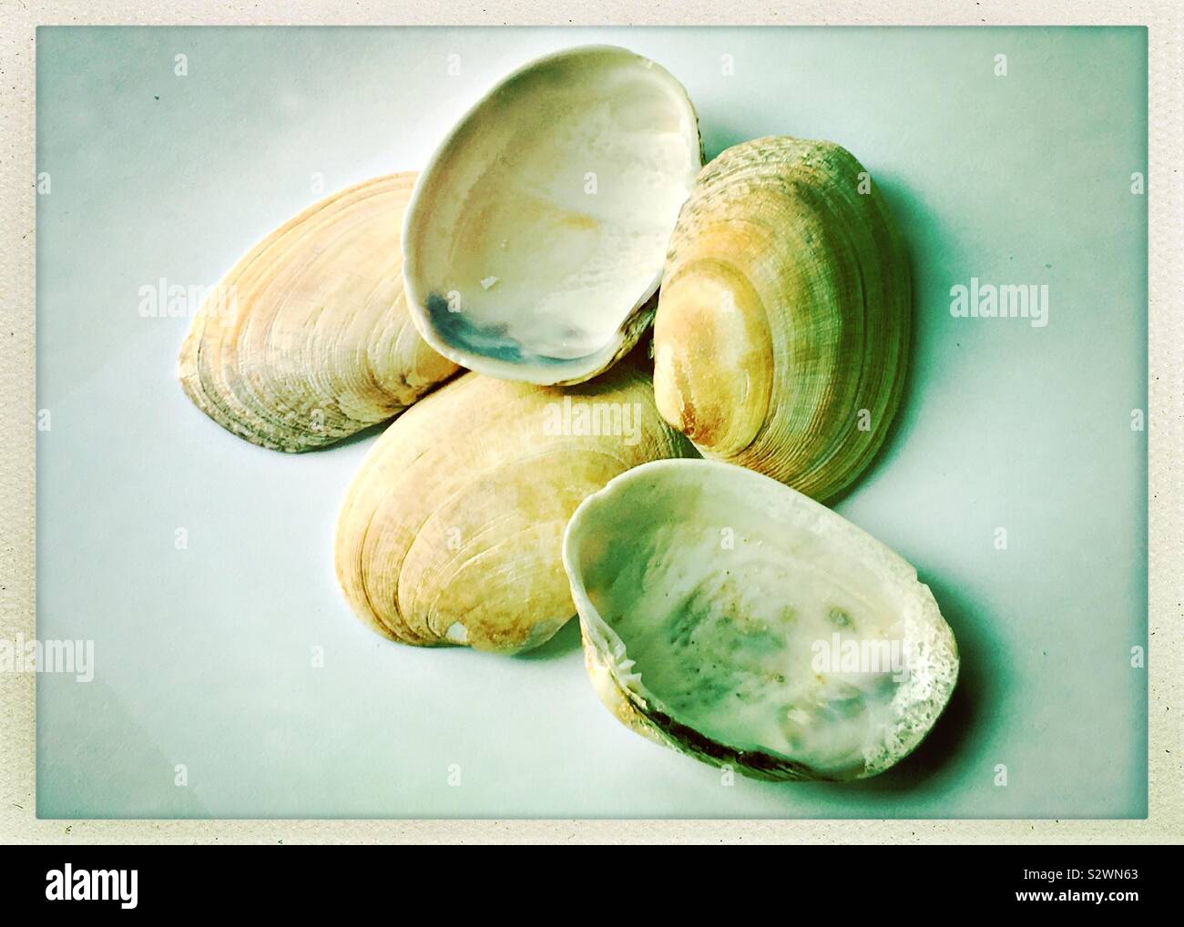 Five sea shells Stock Photo - Alamy