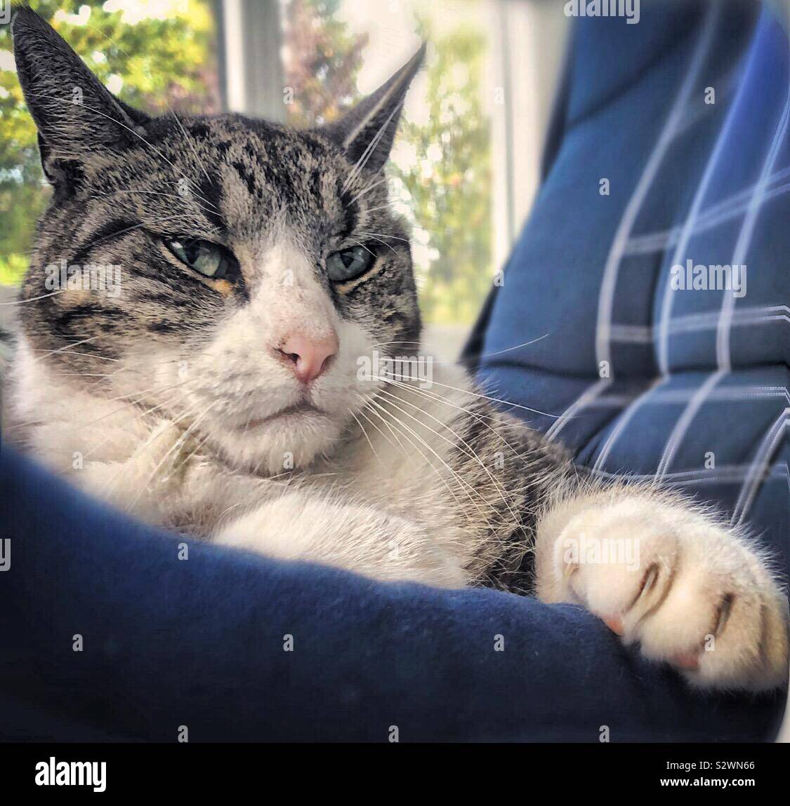 Angry cat... seriously concentrated Stock Photo - Alamy