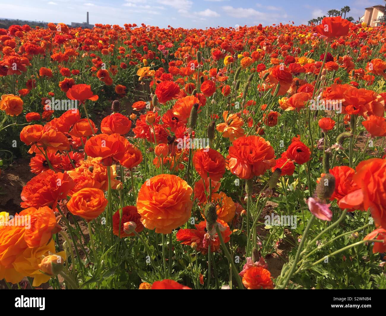 Ranunculus Superbloom at The Flower Fields Carlsbad California Stock ...