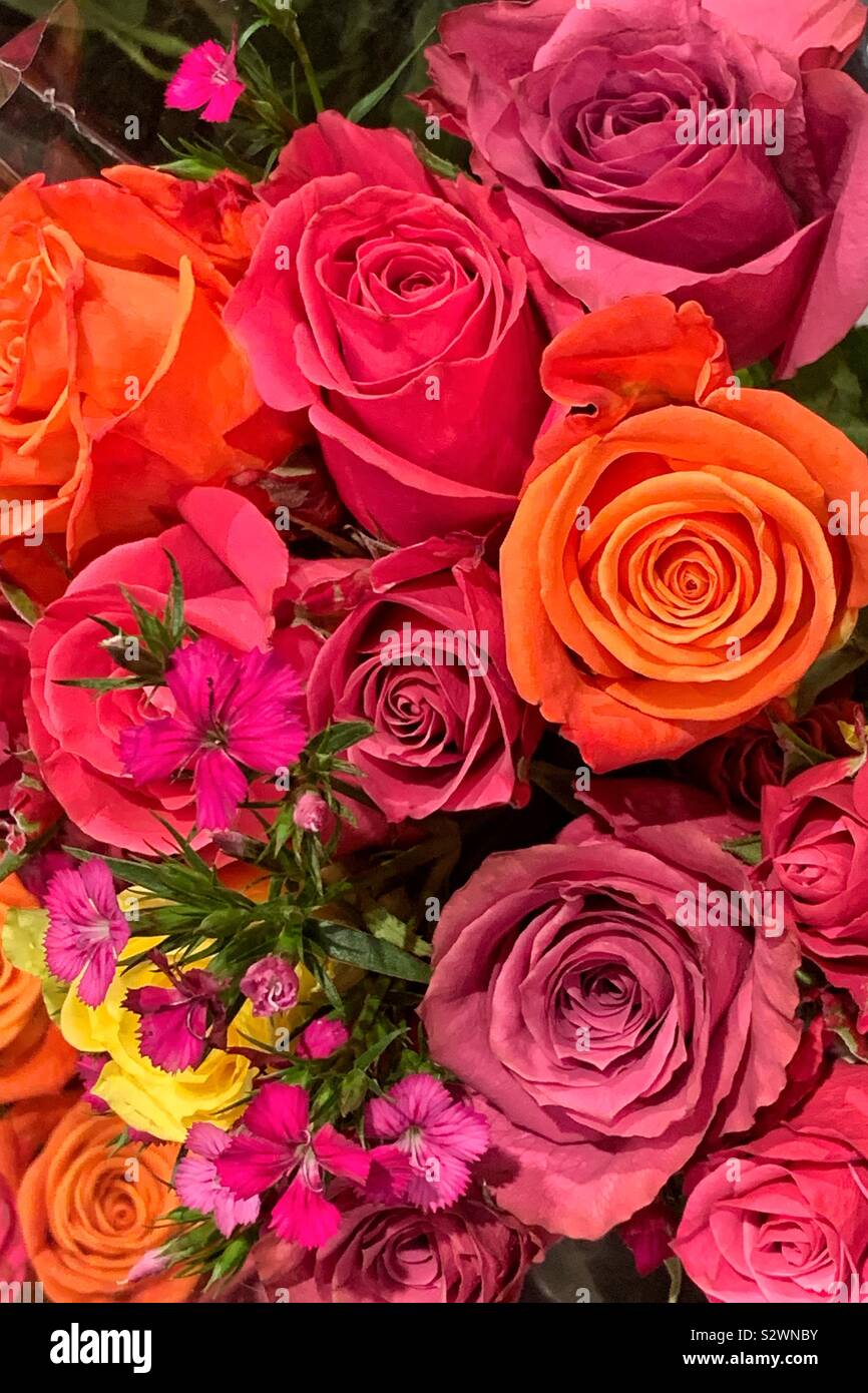 Bouquet of beautiful colorful pink and orange roses Stock Photo - Alamy