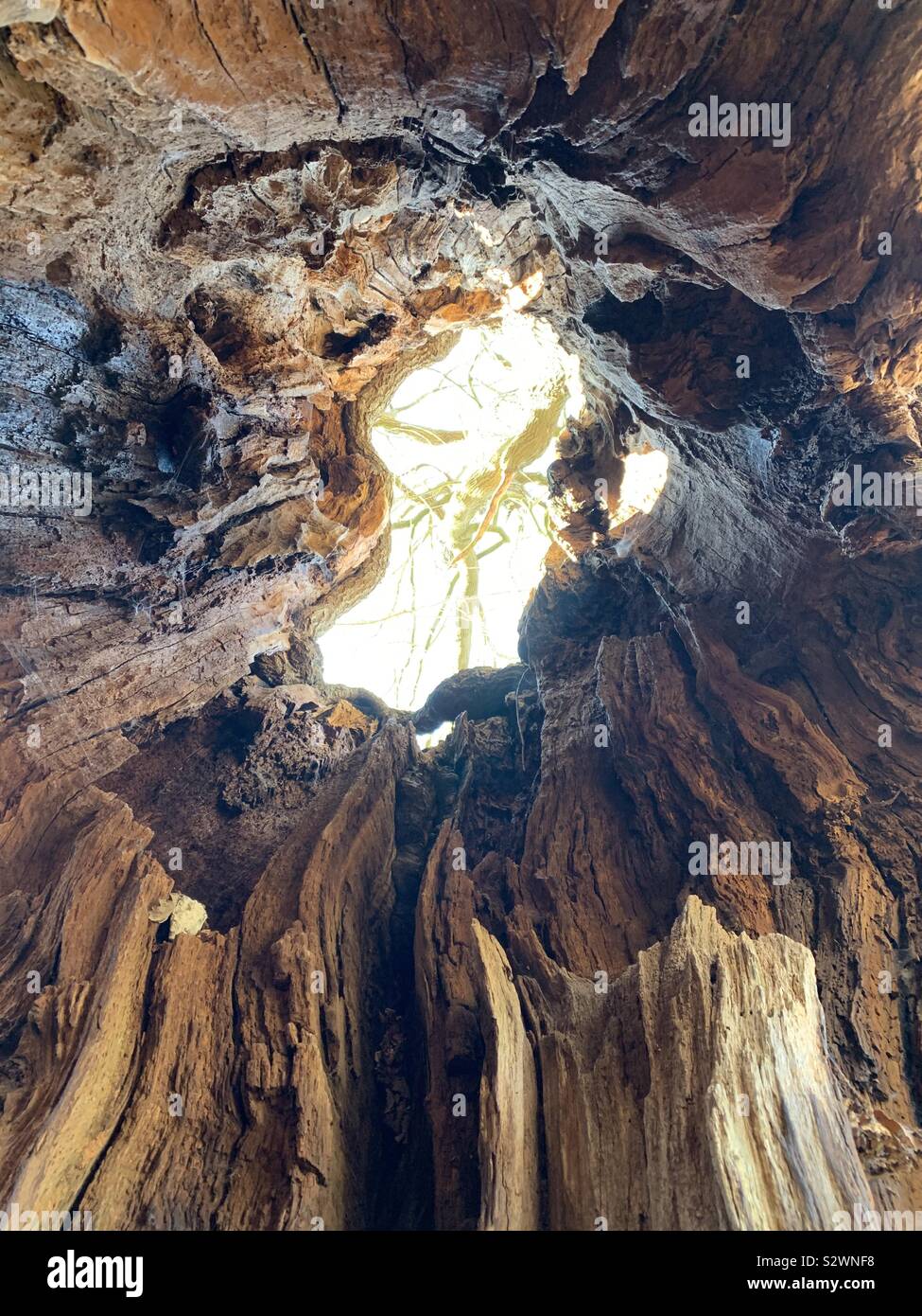 Inide of a tree hi-res stock photography and images - Alamy