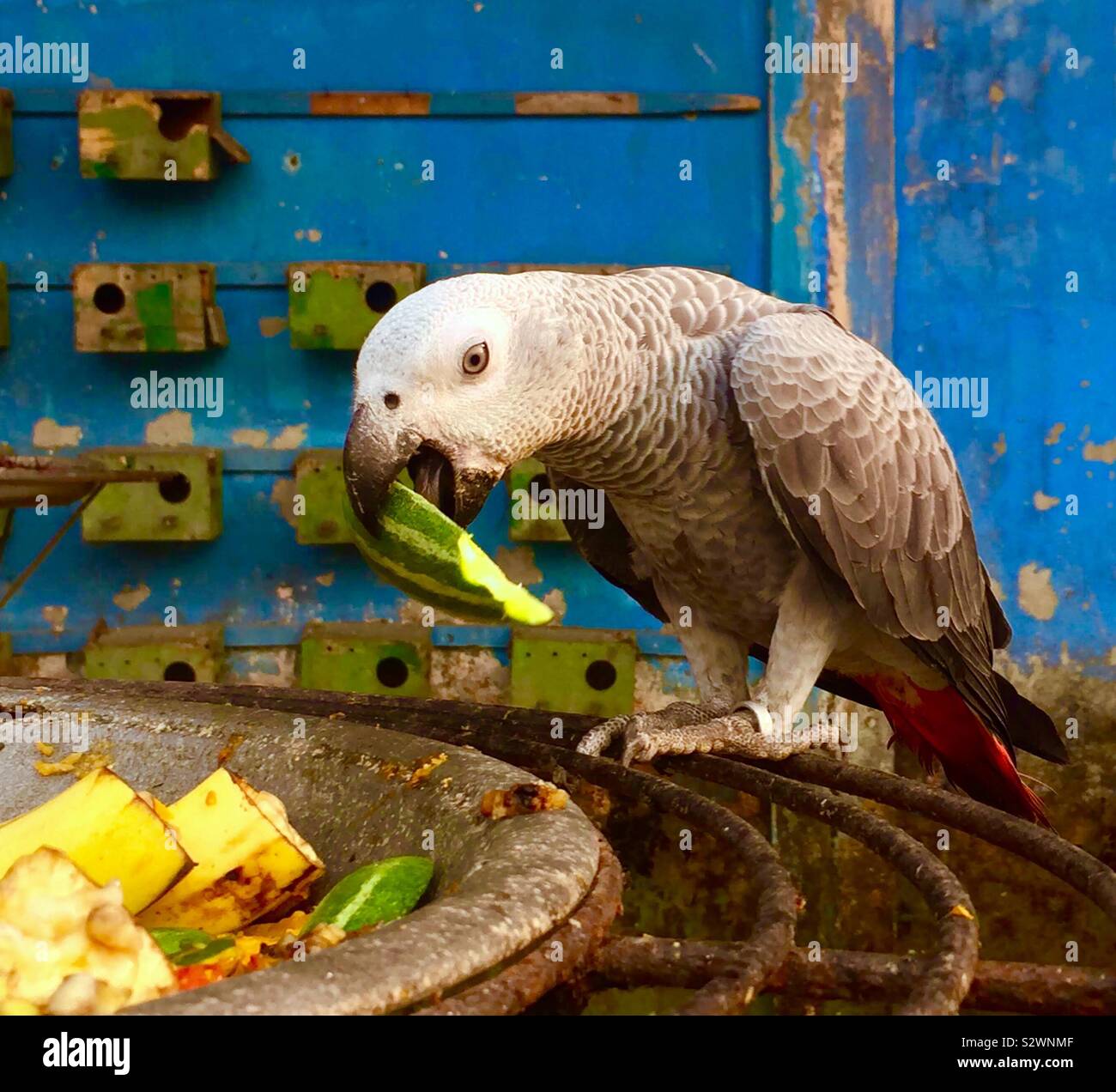 A nice bird is eating vegetable Stock Photo - Alamy