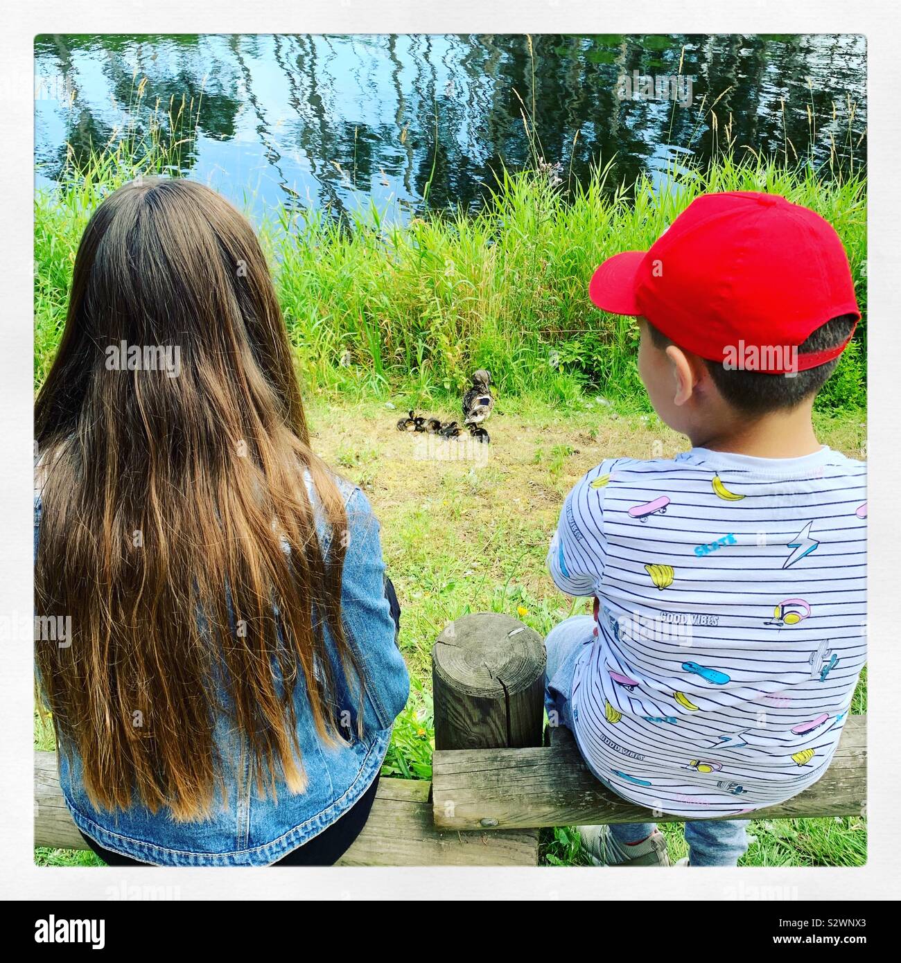 Duck watching by the lake Stock Photo - Alamy
