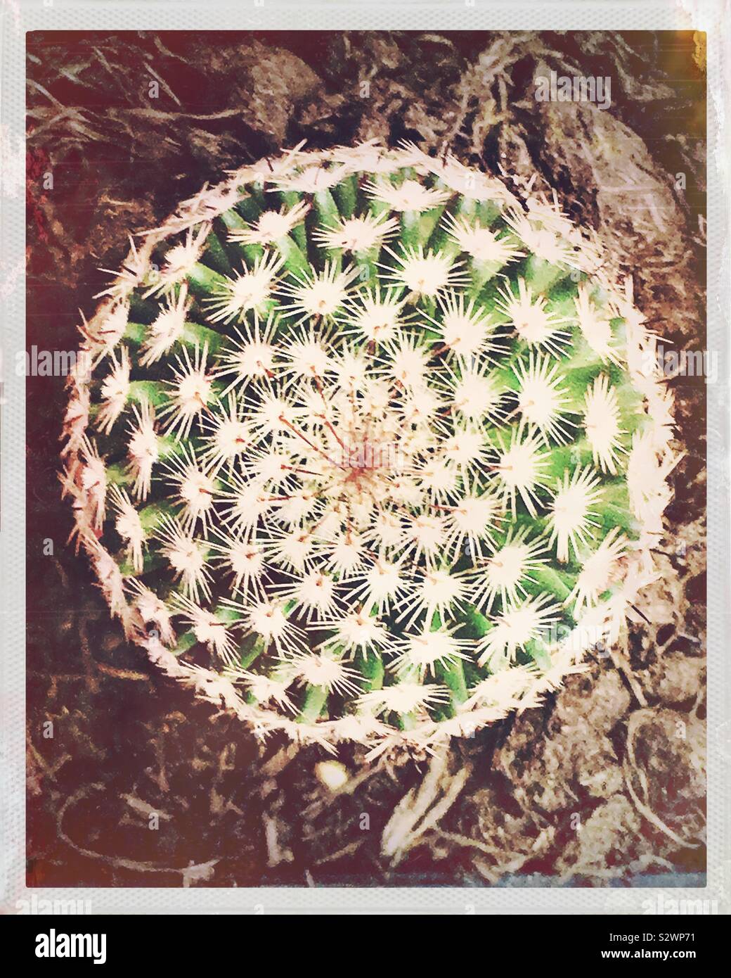 Plant from above hi-res stock photography and images - Alamy