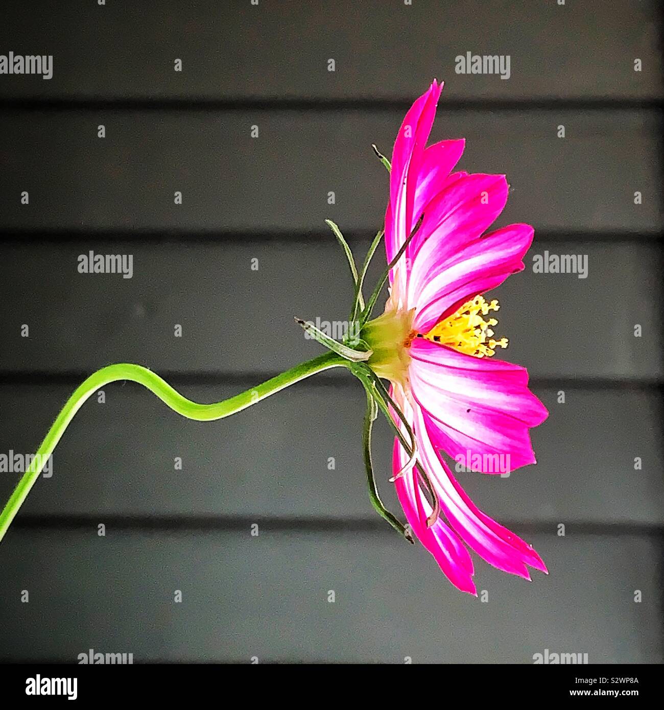 Cosmos flower side view , picotee Stock Photo - Alamy