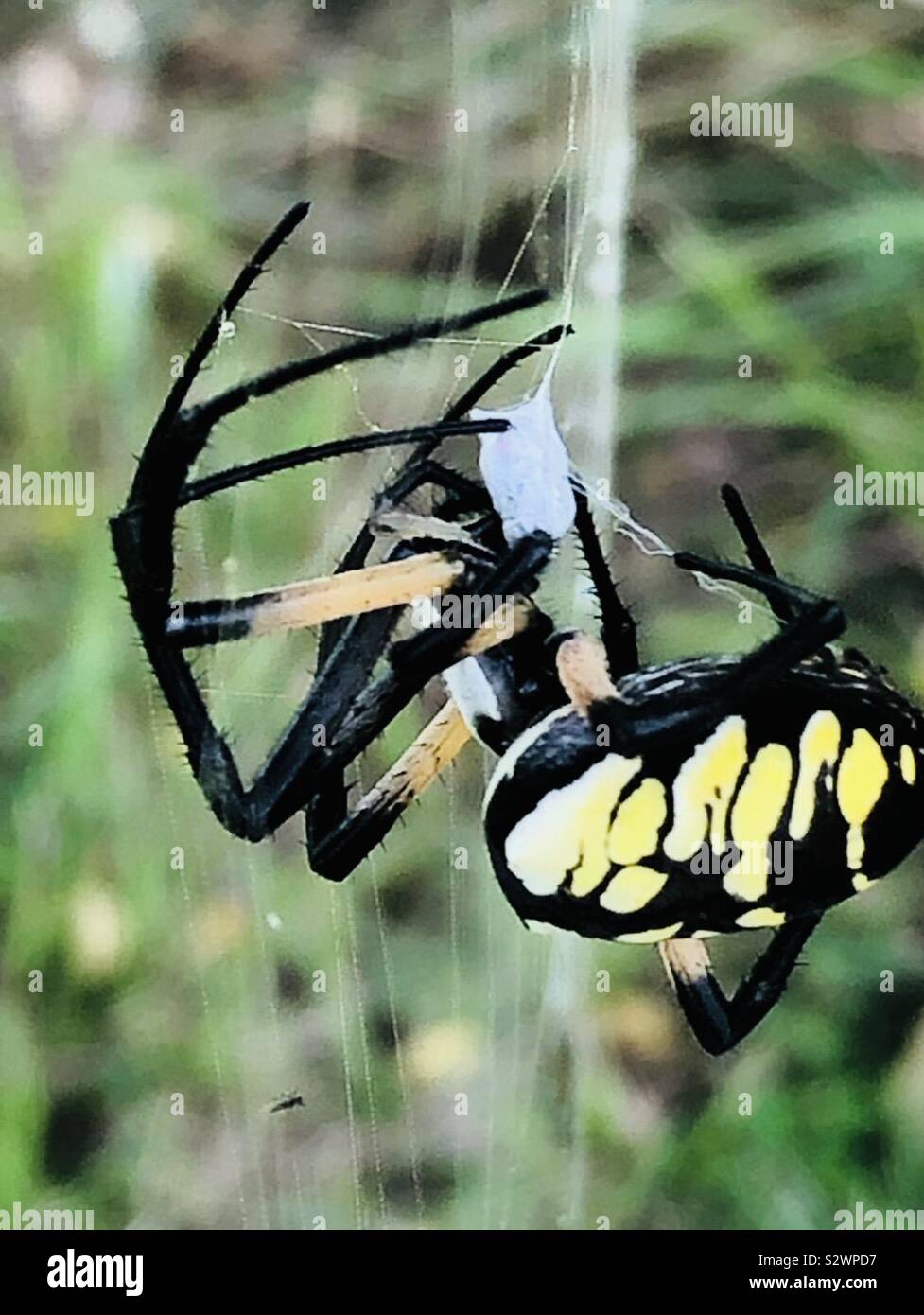 Garden spider rolling moth up in web and eating it Stock Photo - Alamy