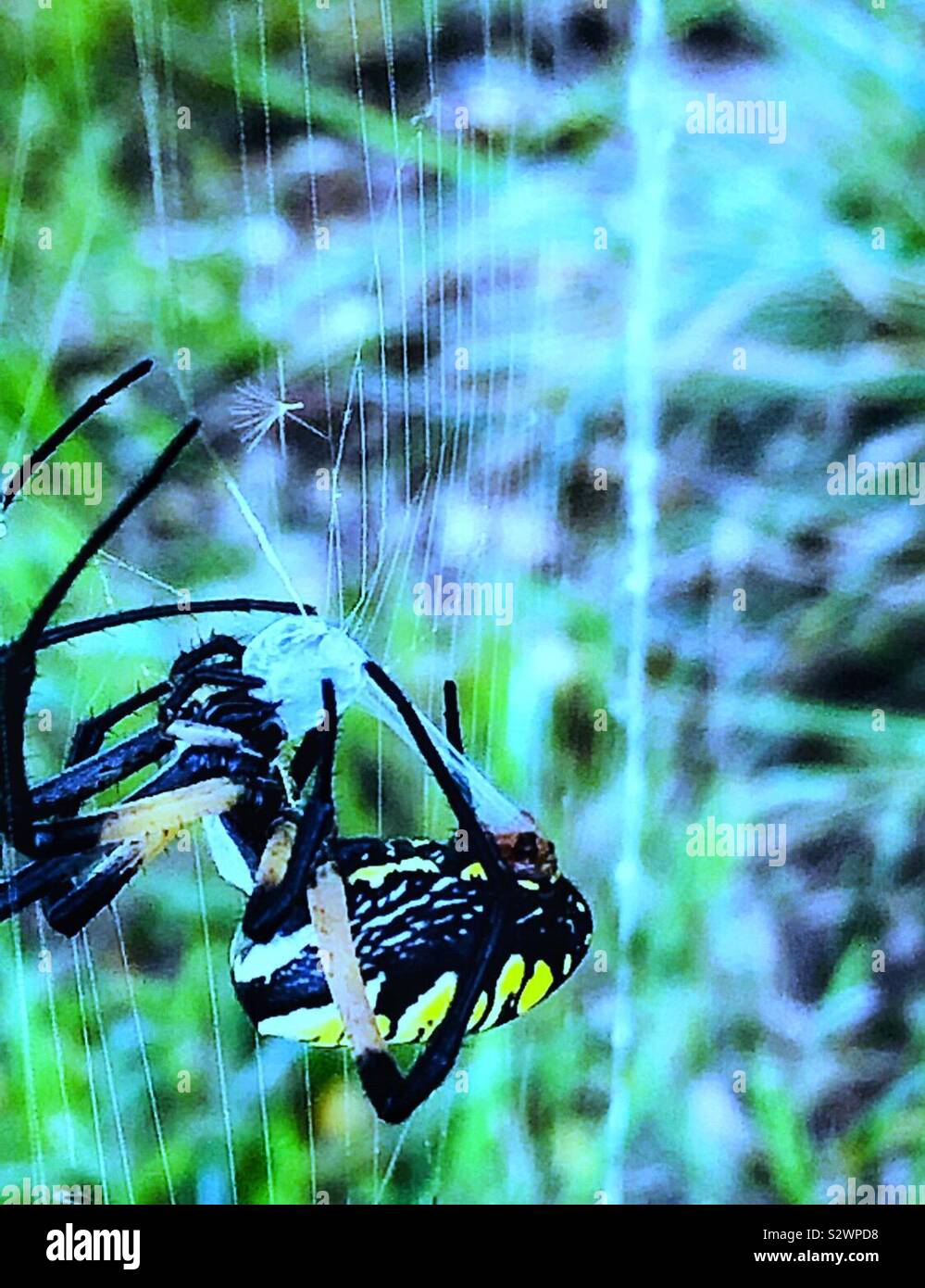Spider eating moth hi-res stock photography and images - Alamy