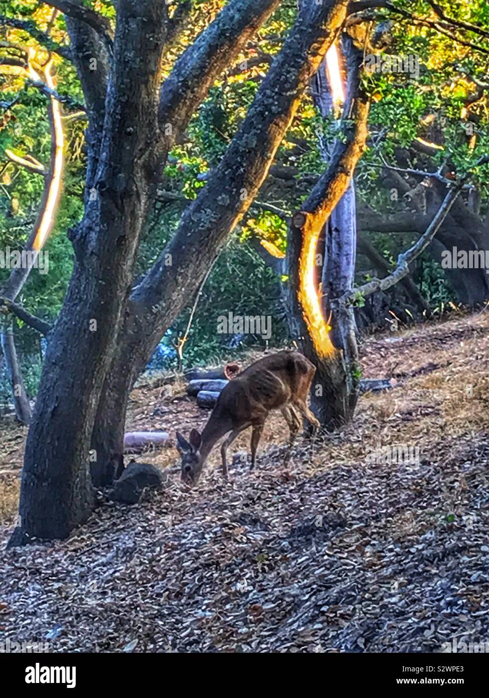 Deer eating in the woods Stock Photo - Alamy