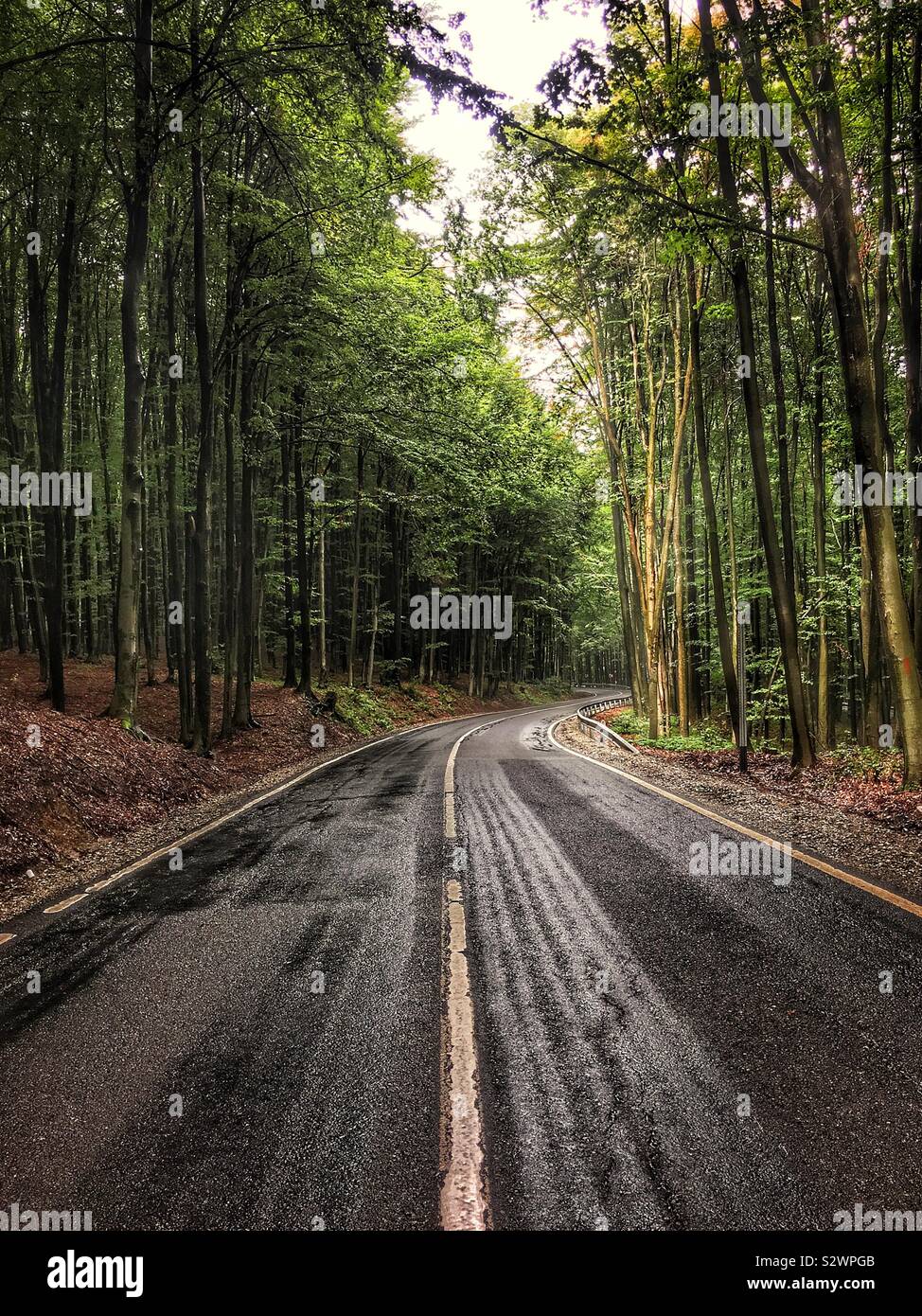 Forest road on the entry in Maramures Stock Photo - Alamy