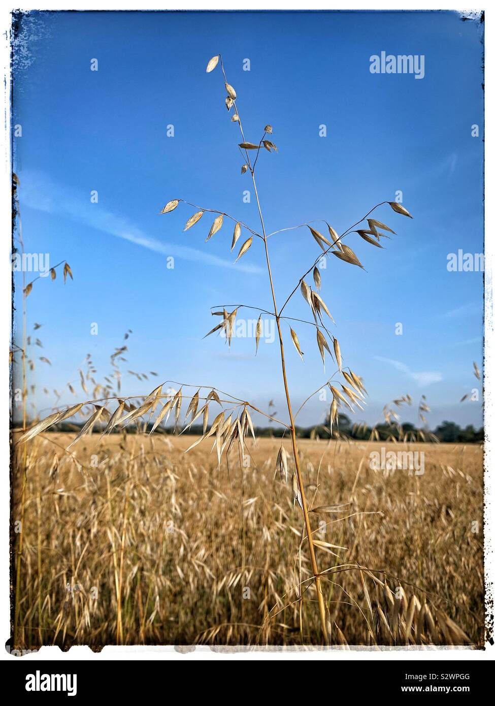 Crops in summer hi-res stock photography and images - Alamy
