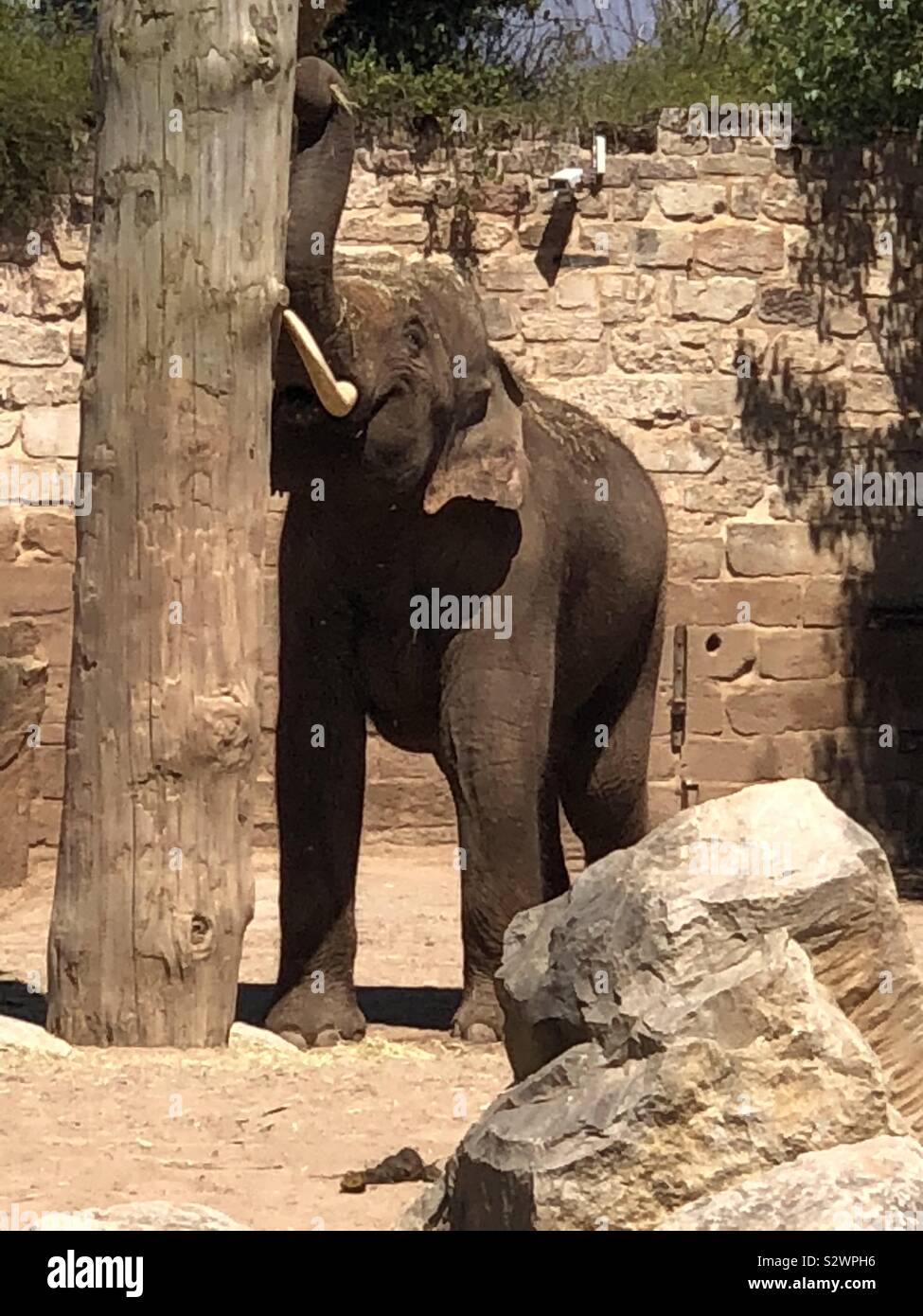 Adult elephant hi-res stock photography and images - Alamy