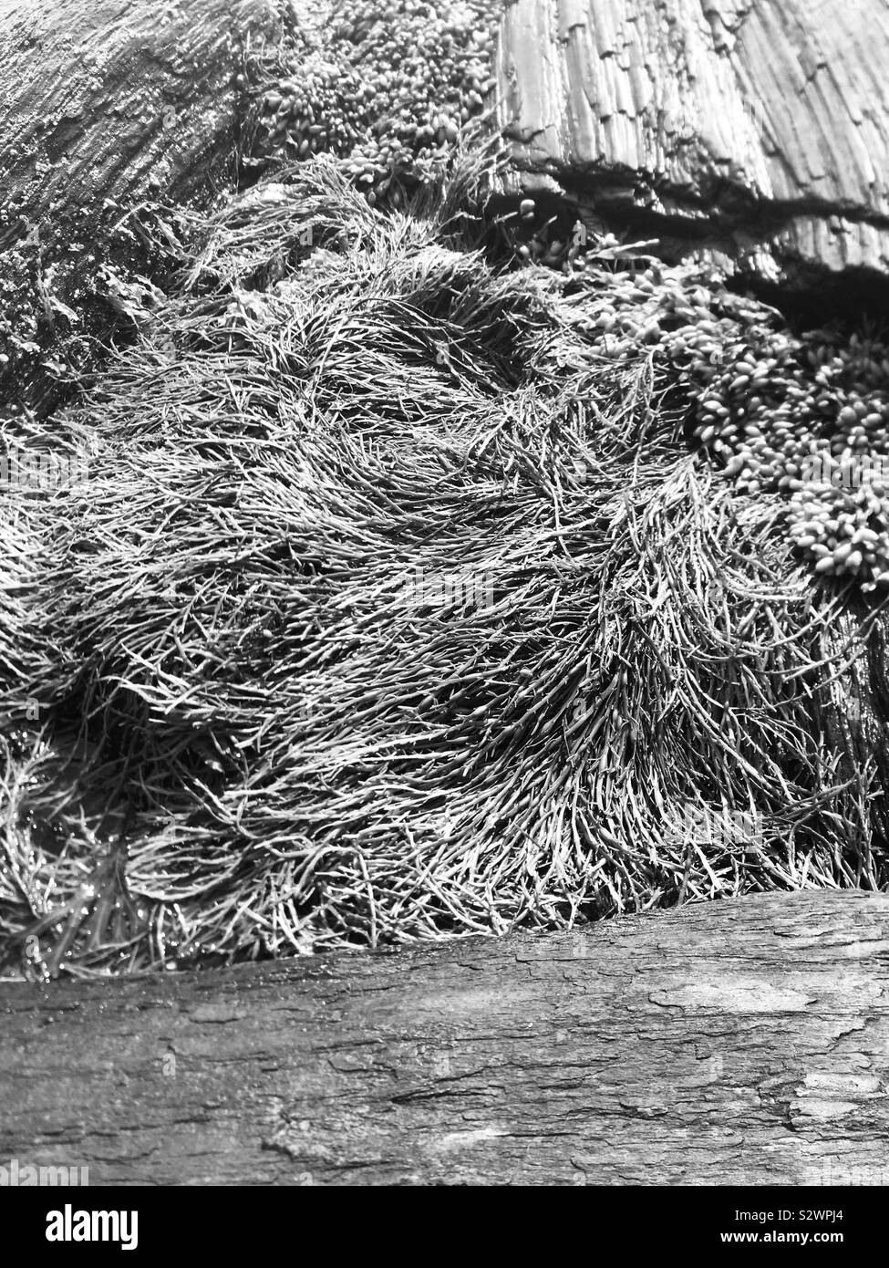 Black seaweed hi-res stock photography and images - Alamy