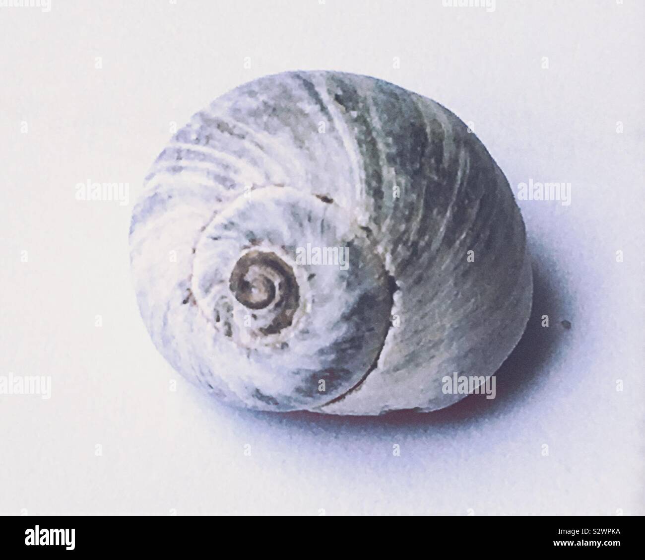Round spiral shells hi-res stock photography and images - Alamy
