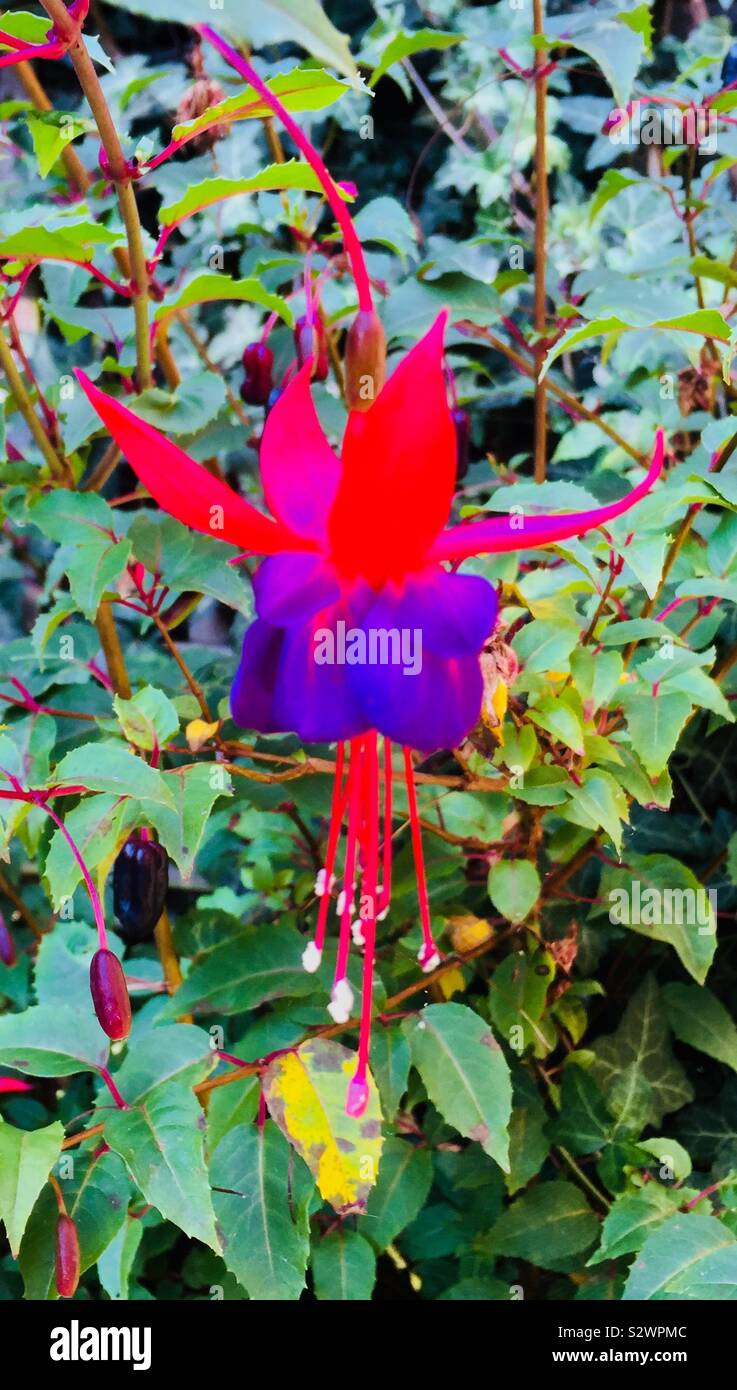 Fuschia pink flower hi-res stock photography and images - Alamy