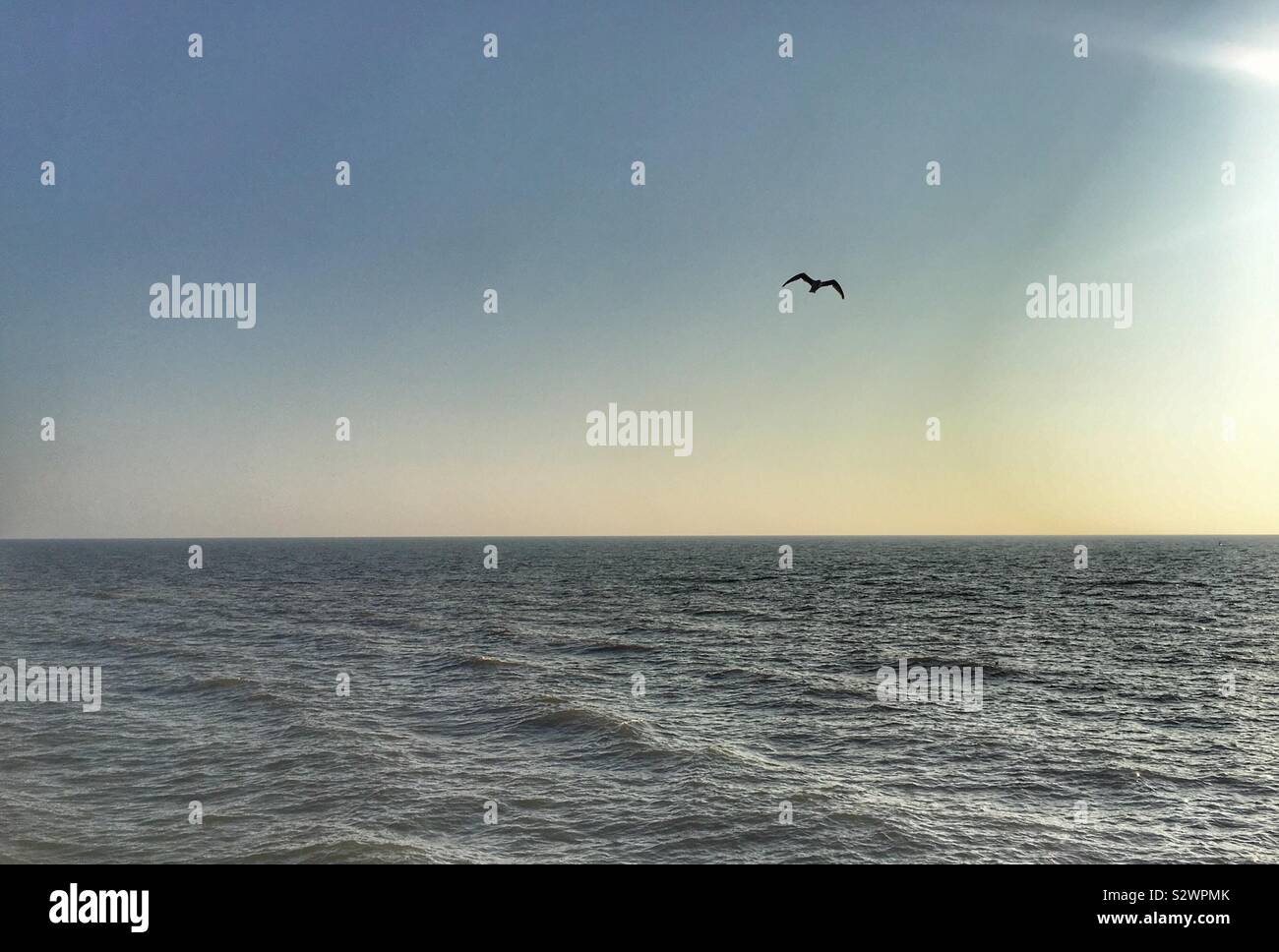 Lone Bird Flying High Resolution Stock Photography and Images - Alamy