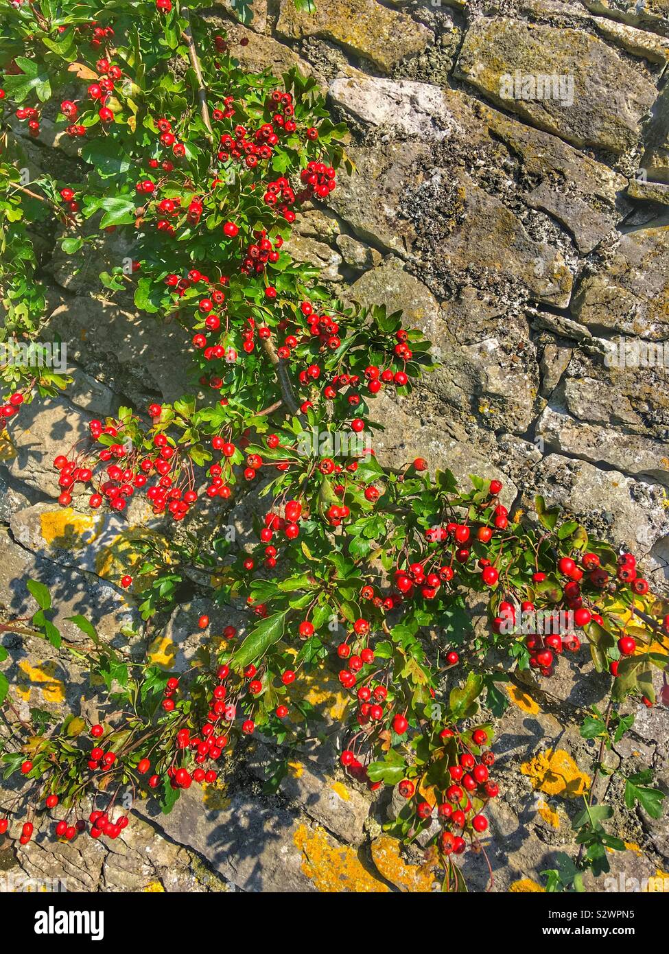 Red berries on a stone wall Stock Photo - Alamy