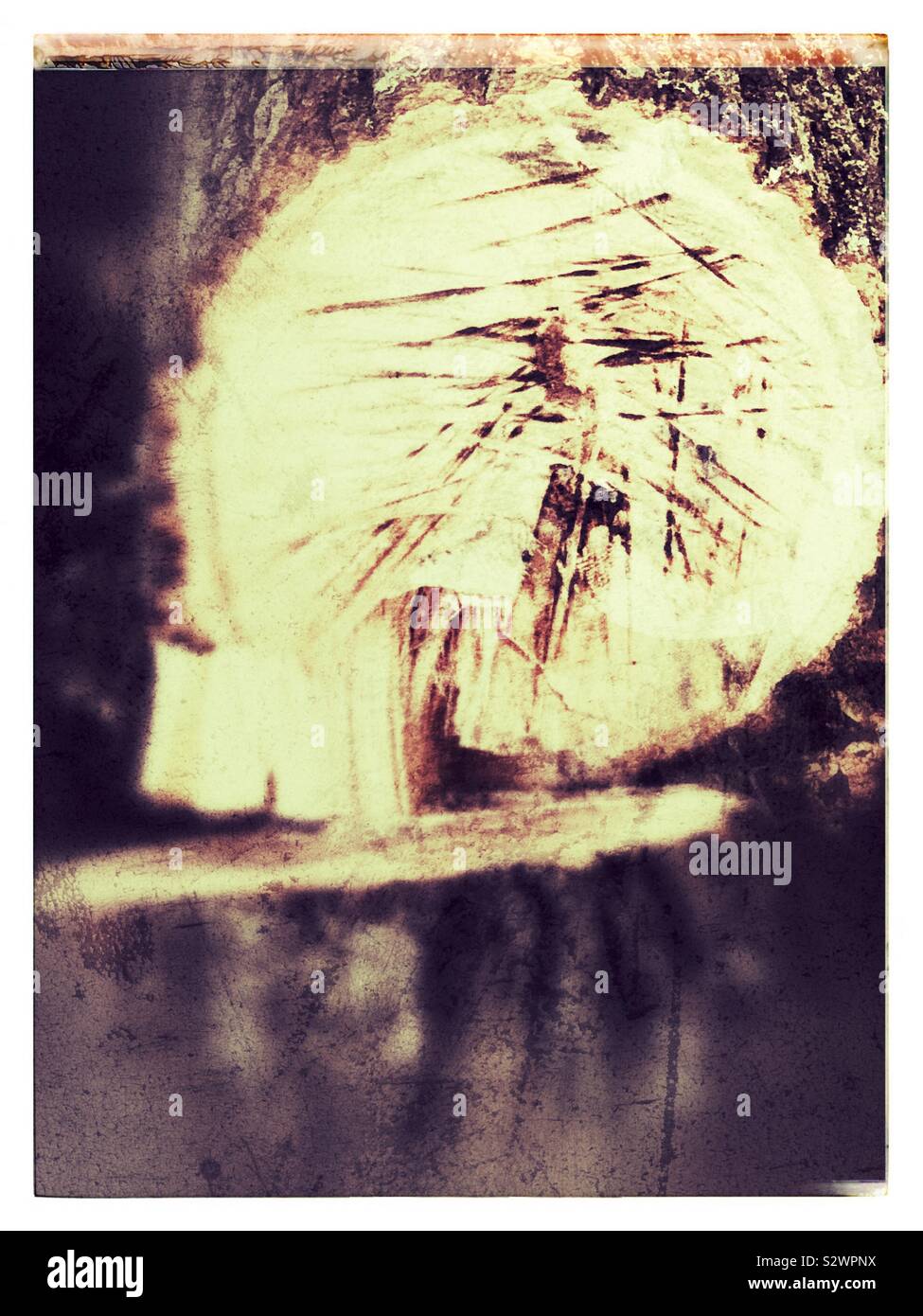 Fallen Tree chopped. Timber logging Forrest Stock Photo - Alamy