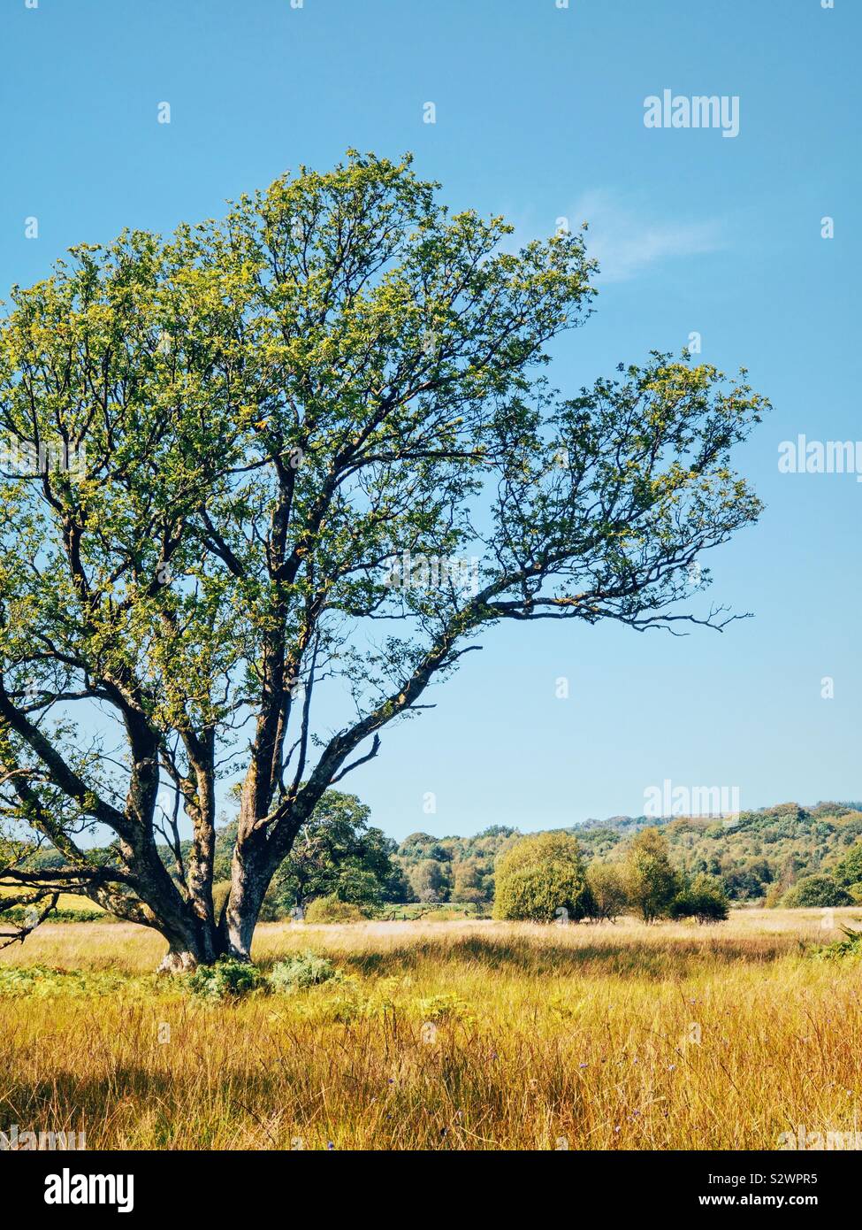 Tree on moorland in Scotland Stock Photo - Alamy