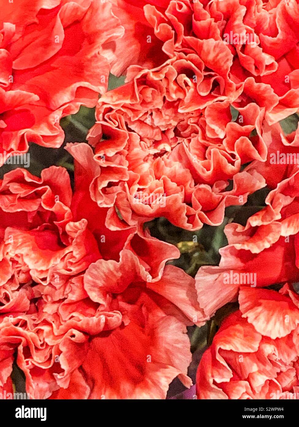 Bunch of carnations hi-res stock photography and images - Alamy