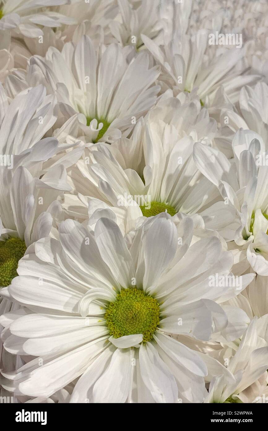 Perfect white hi-res stock photography and images - Alamy