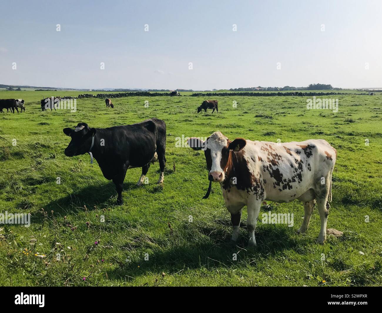 Life of a cow hi-res stock photography and images - Alamy