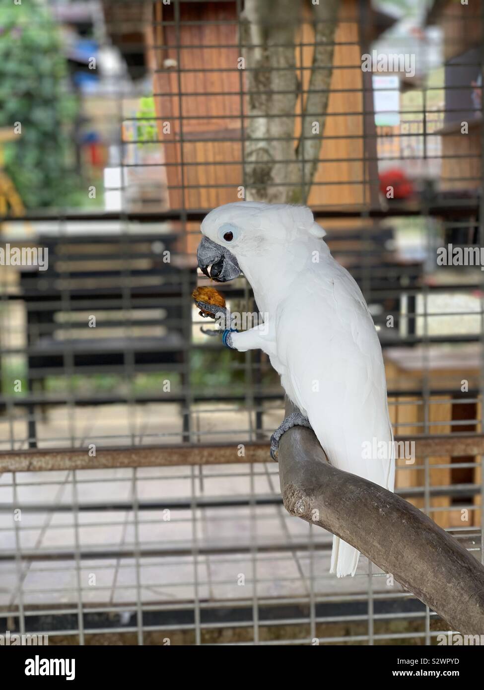 Umbrella cockatoo hi-res stock photography and images - Alamy