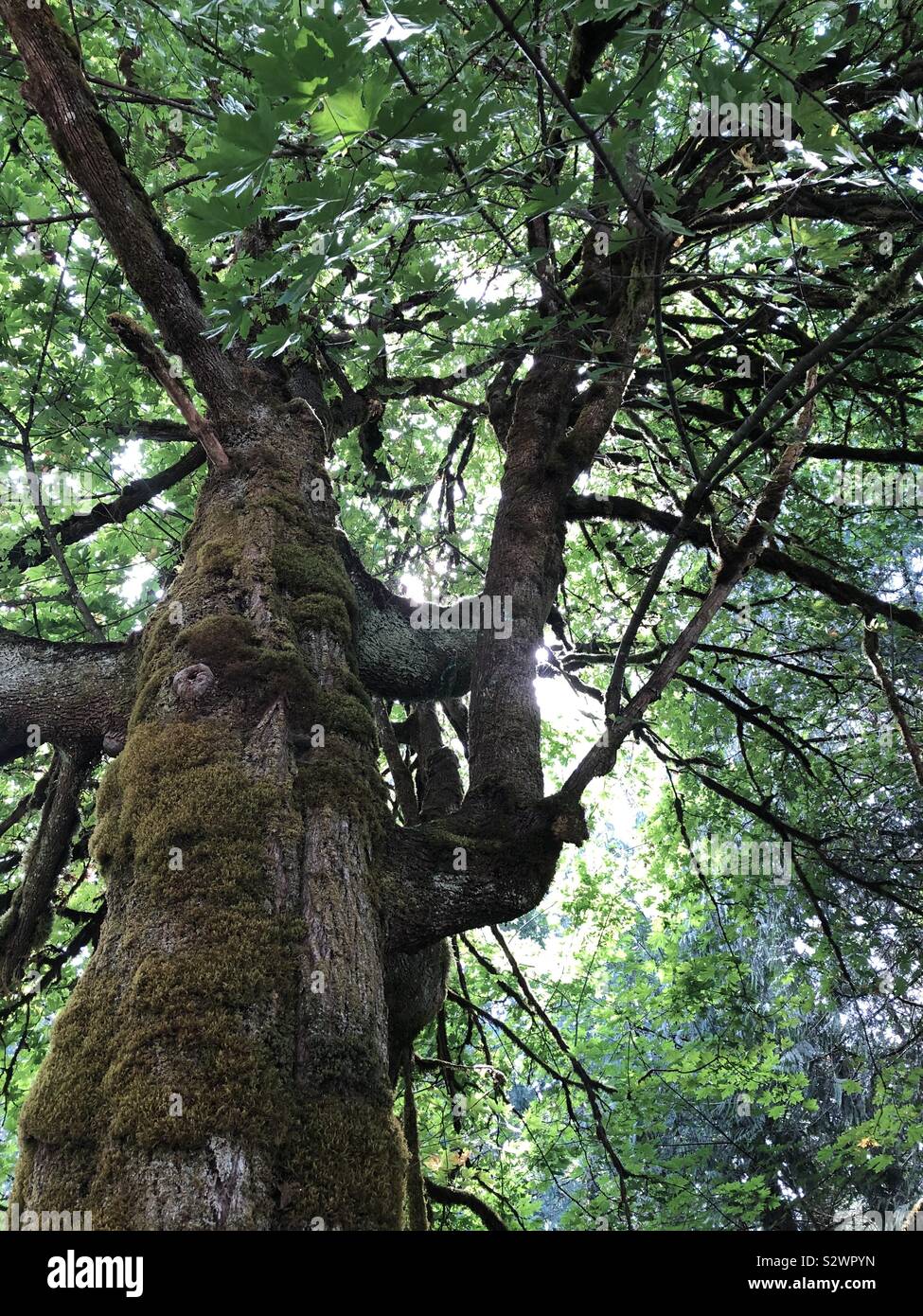 Large mossy tree branches hi-res stock photography and images - Alamy