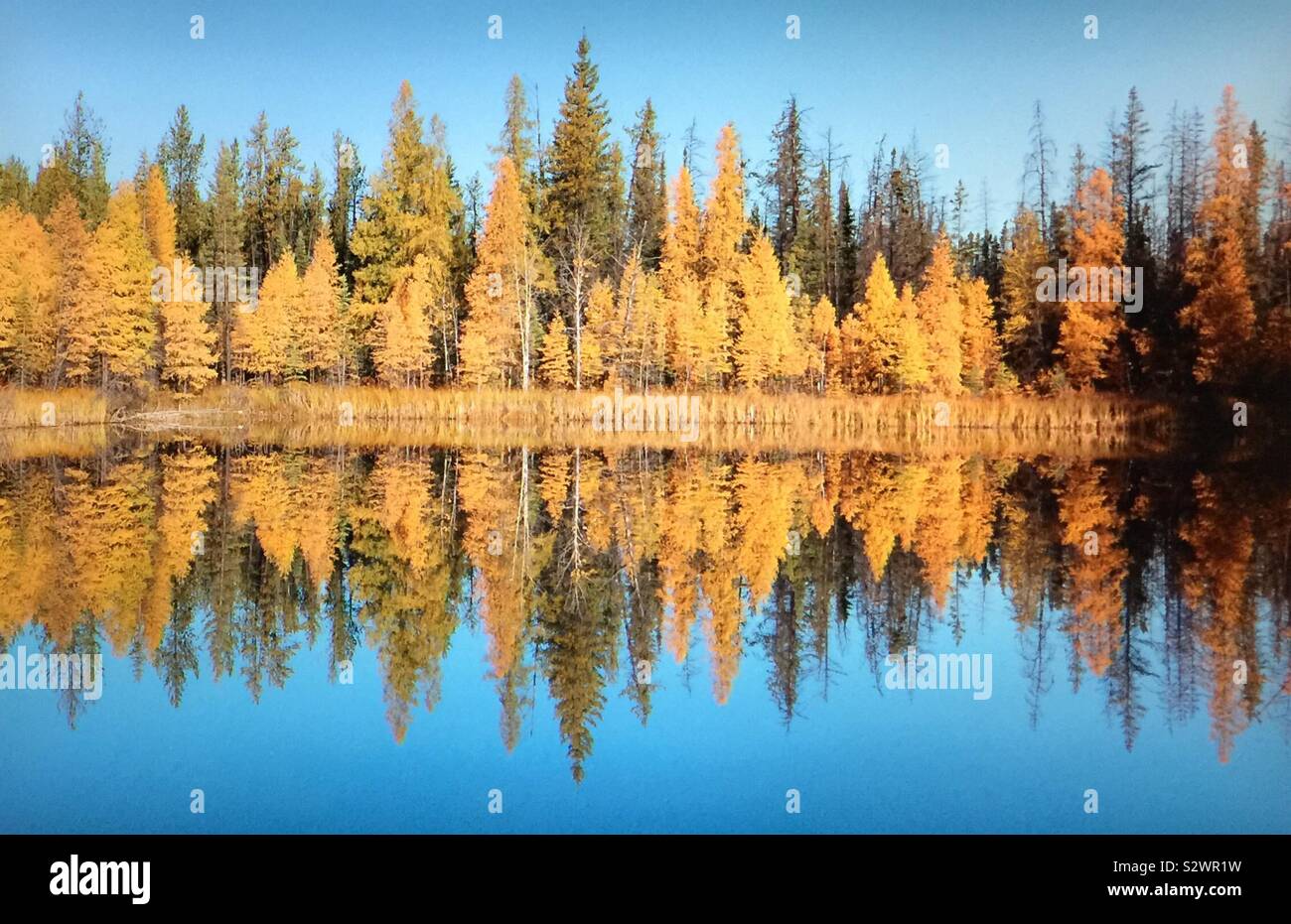 Autumn on the shores of Great Slave Lake, Northwest Territories, Canada ...