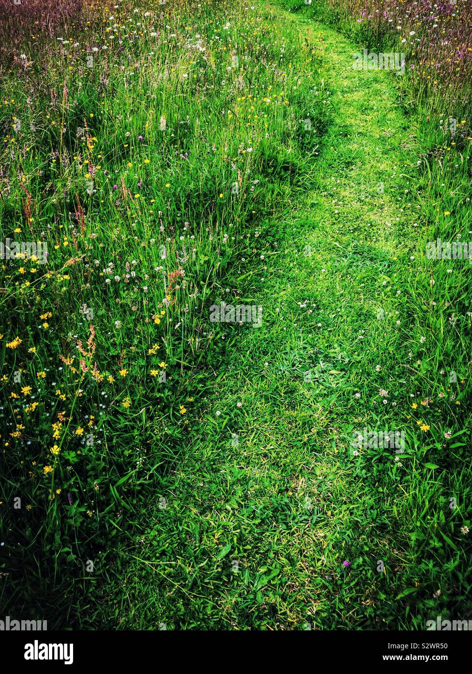 Path mown through meadow hi-res stock photography and images - Alamy