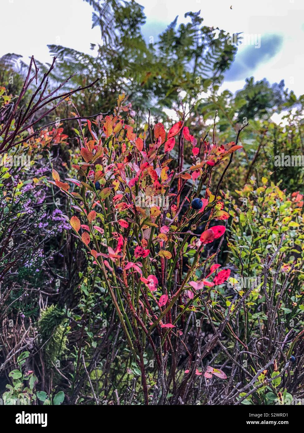 Red bilberry hi-res stock photography and images - Alamy