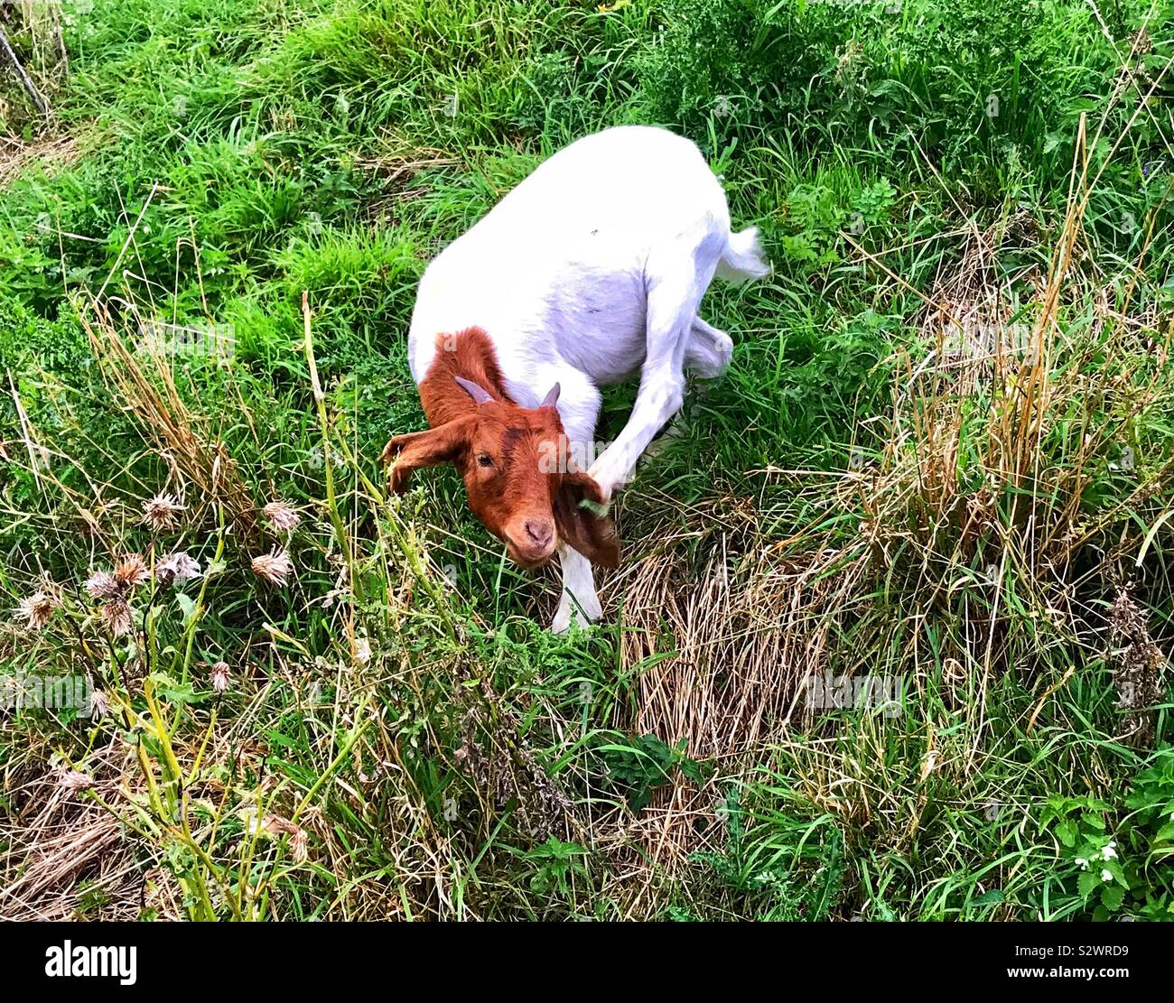 Street goats bristol Stock Photo - Alamy
