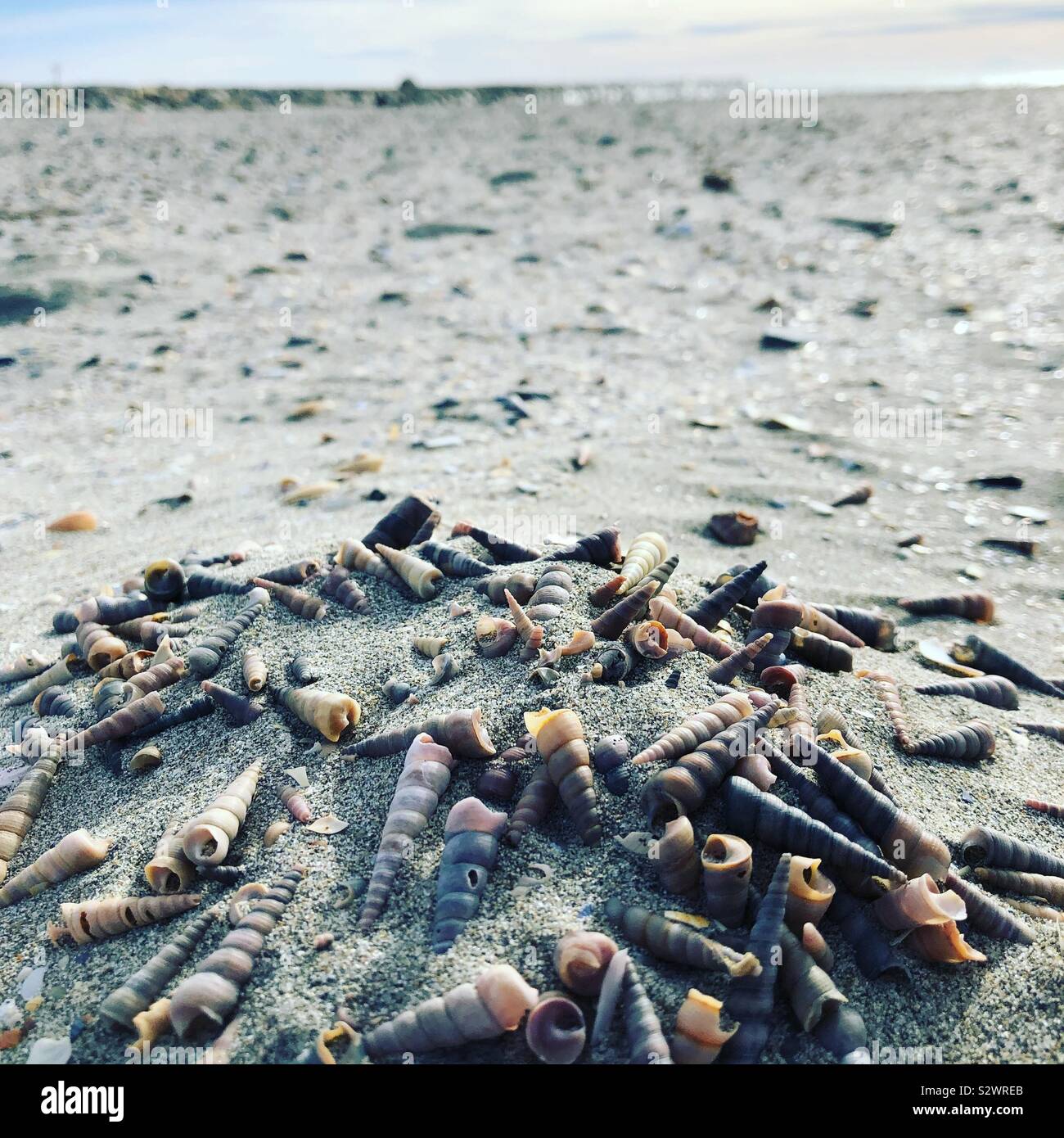 Shell beach view hi-res stock photography and images - Alamy