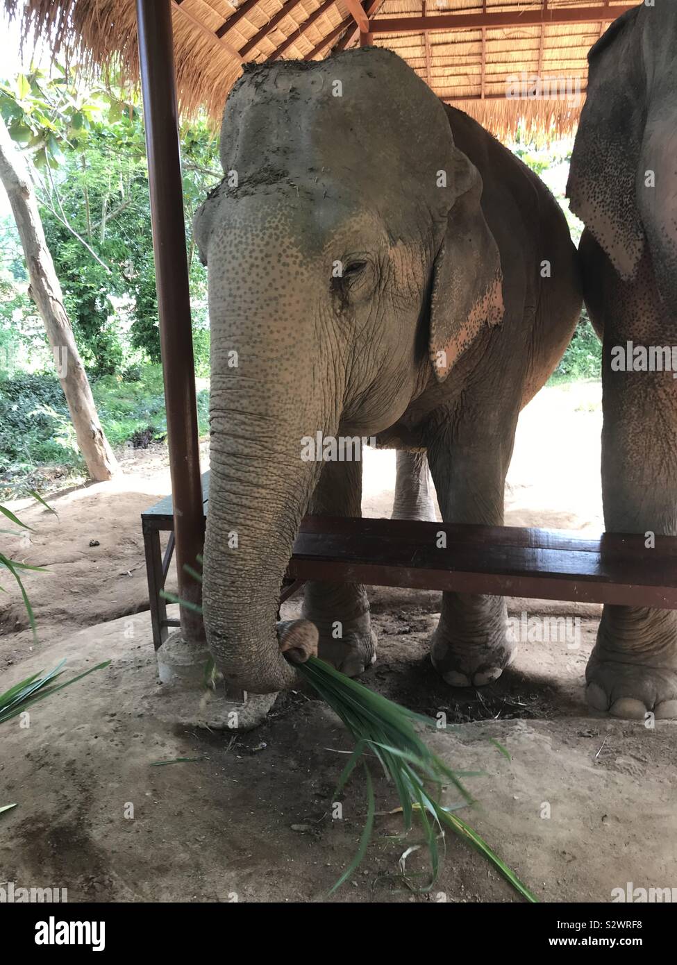 Eating elephant hi-res stock photography and images - Alamy