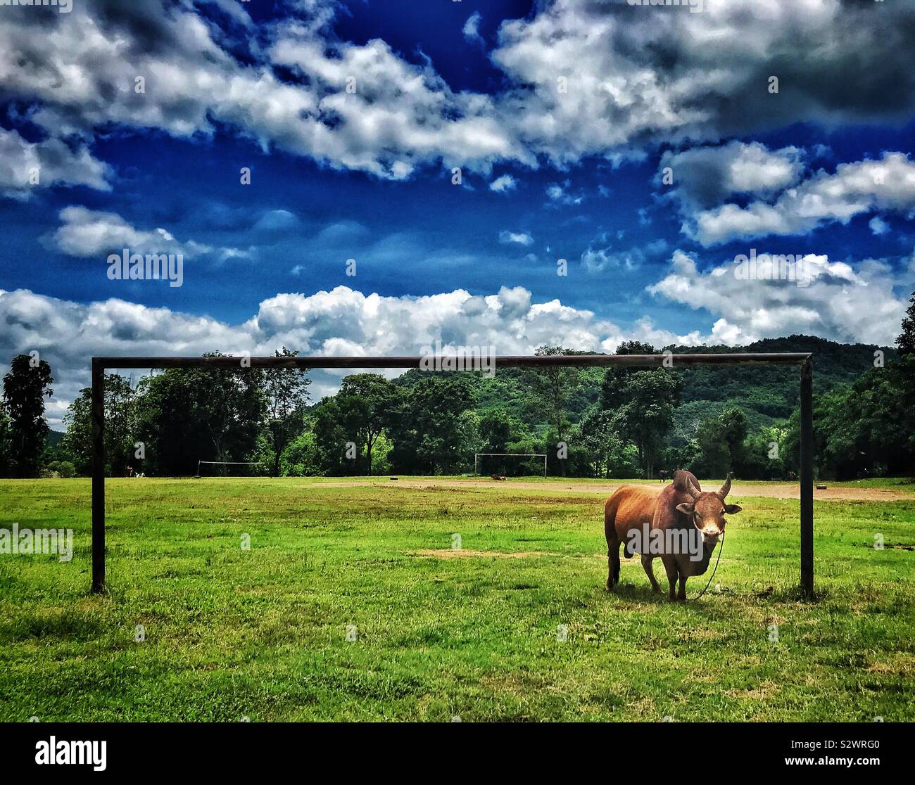 Cow buffalo hi-res stock photography and images - Alamy