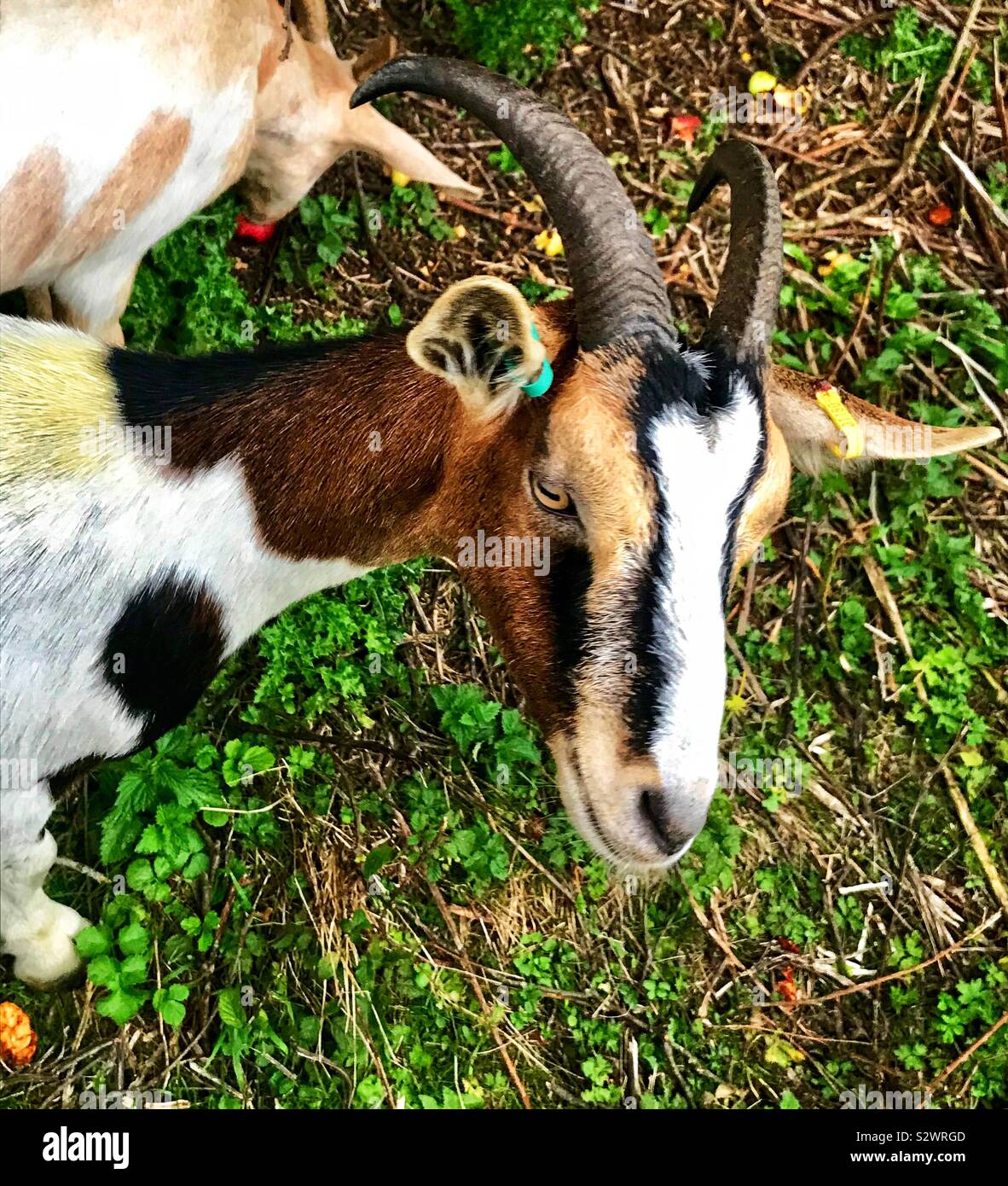 Street goats bristol Stock Photo - Alamy
