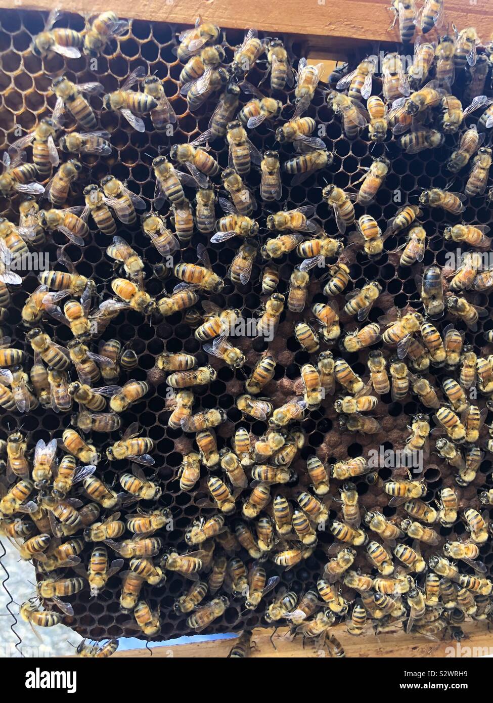Close up many honey bees smartphone stock photos and images - Alamy