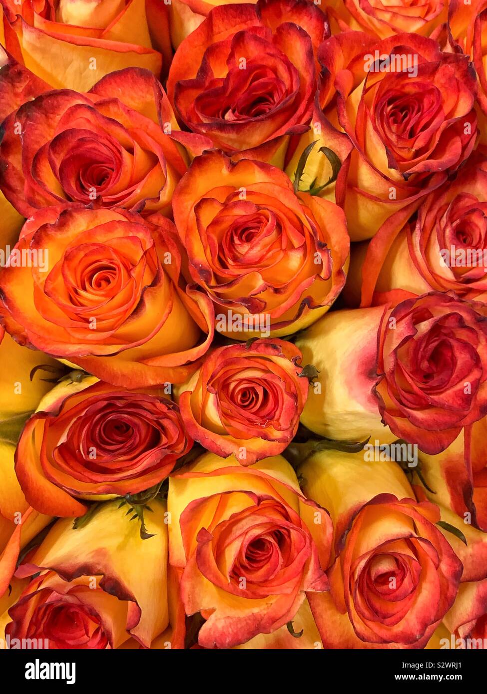 Beautiful dozen bouquet of fresh yellow and red tinged roses in full ...