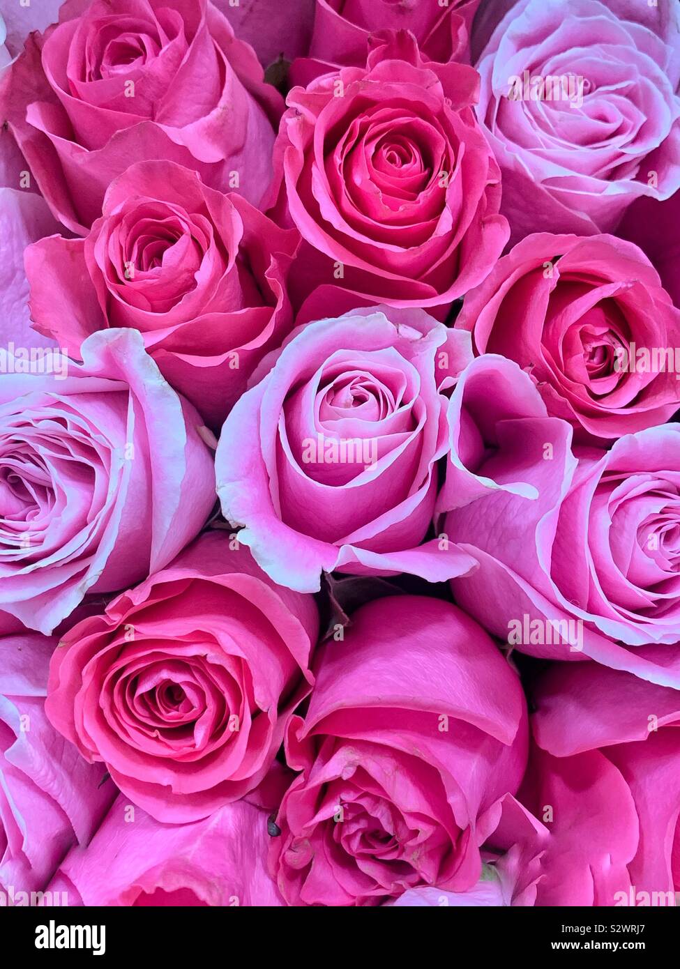 Beautiful variety hi-res stock photography and images - Alamy