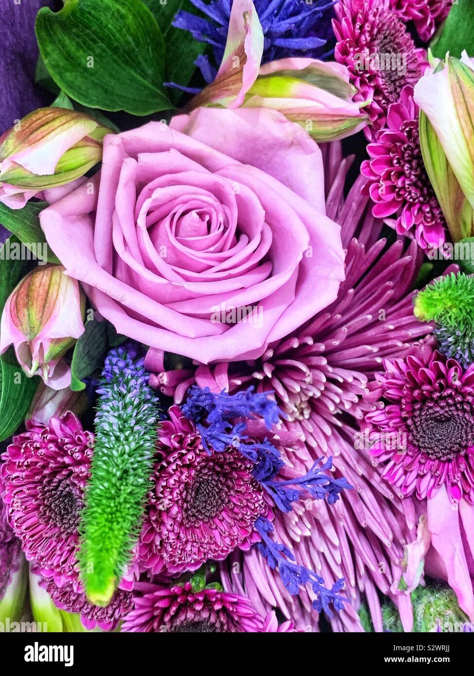 Beautiful colorful variety of pale pink, purple, and green roses ...