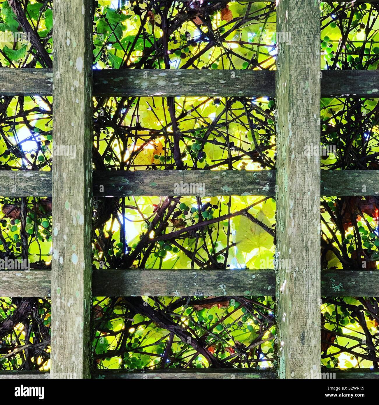 Looking up at a trellis “ceiling” in the gardens at the Mount, the ...